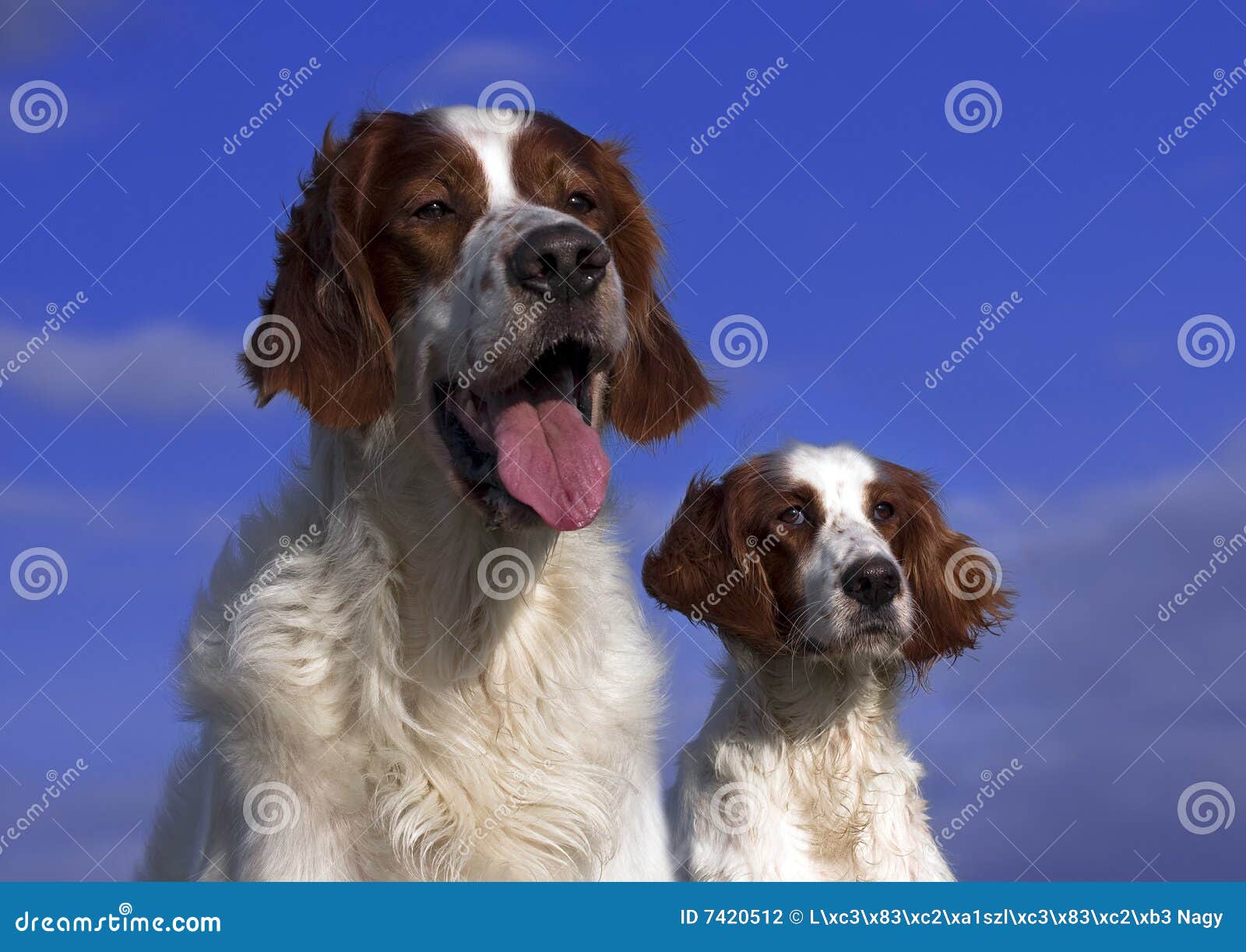 Irish Red and White Setter Couple Stock Photo - Image of head, look ...