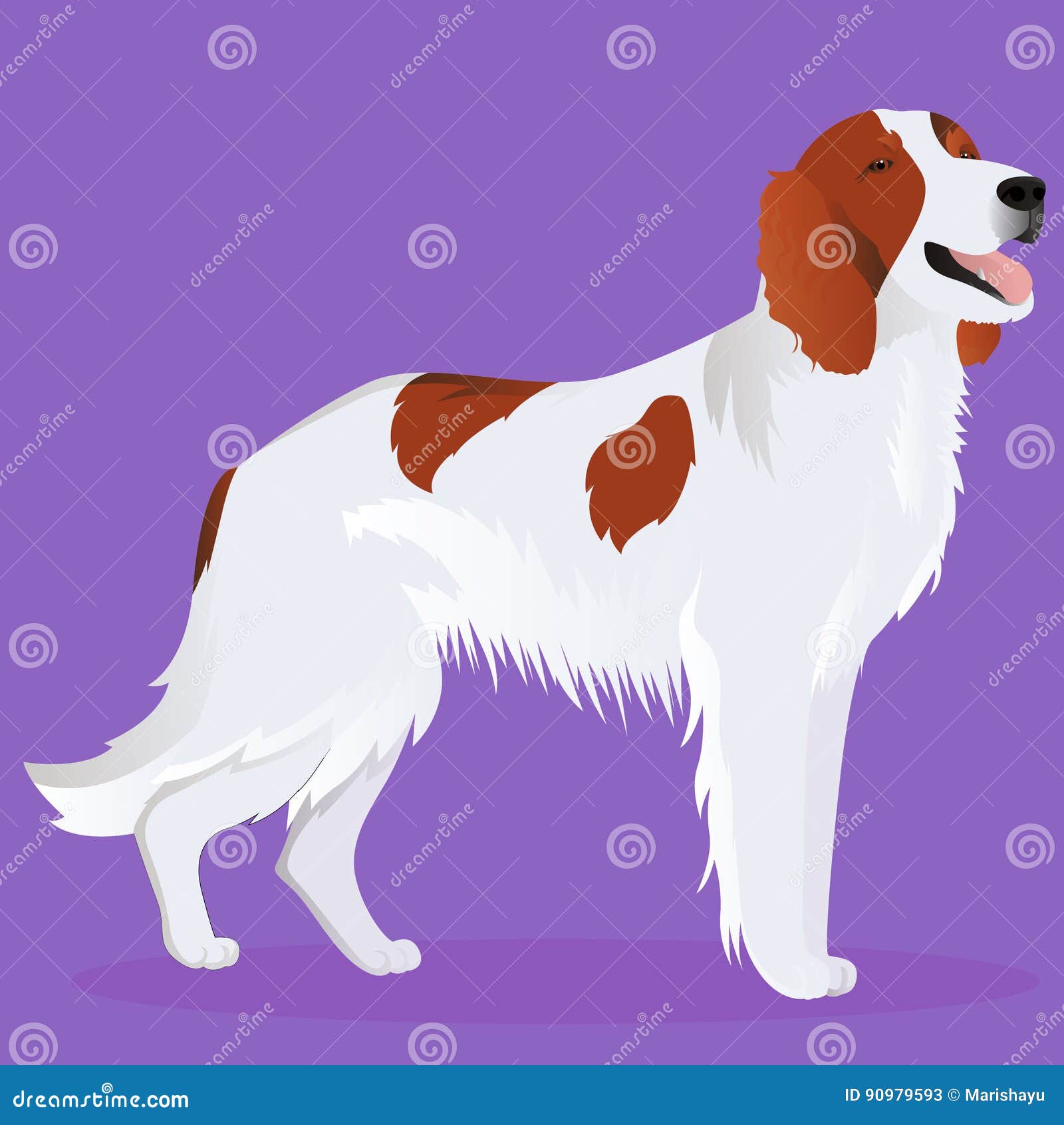 Irish Red and White Setter Dog Stock Illustration - Illustration of ...