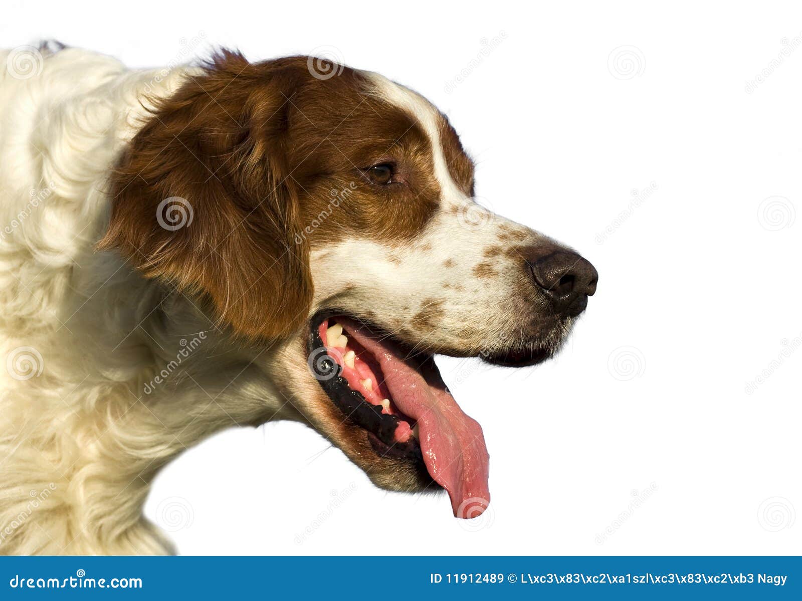 Irish Red and White Setter Pointing Stock Image - Image of piebald ...