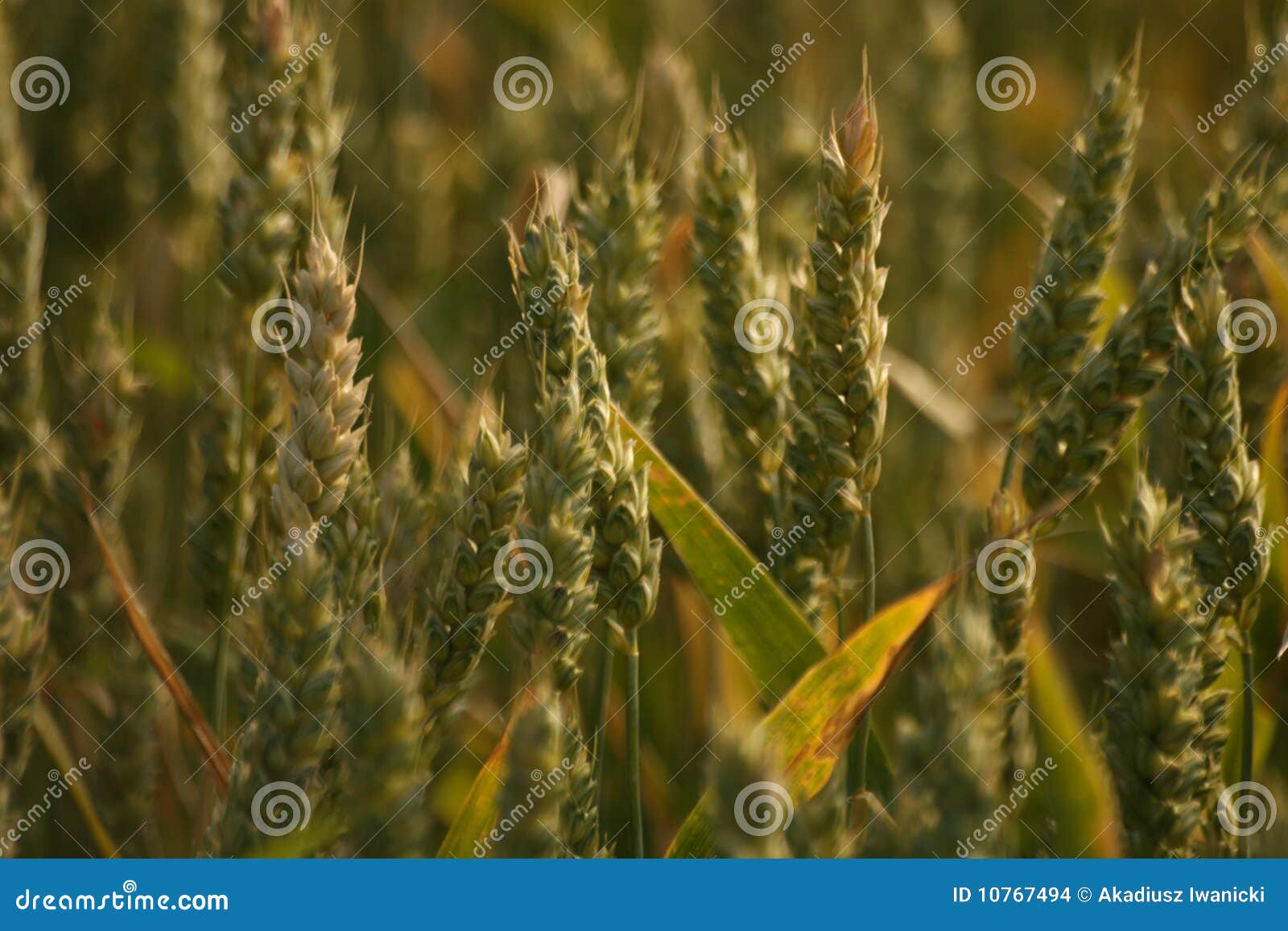 Irish rye growing up stock photo. Image of view, tractor - 10767494