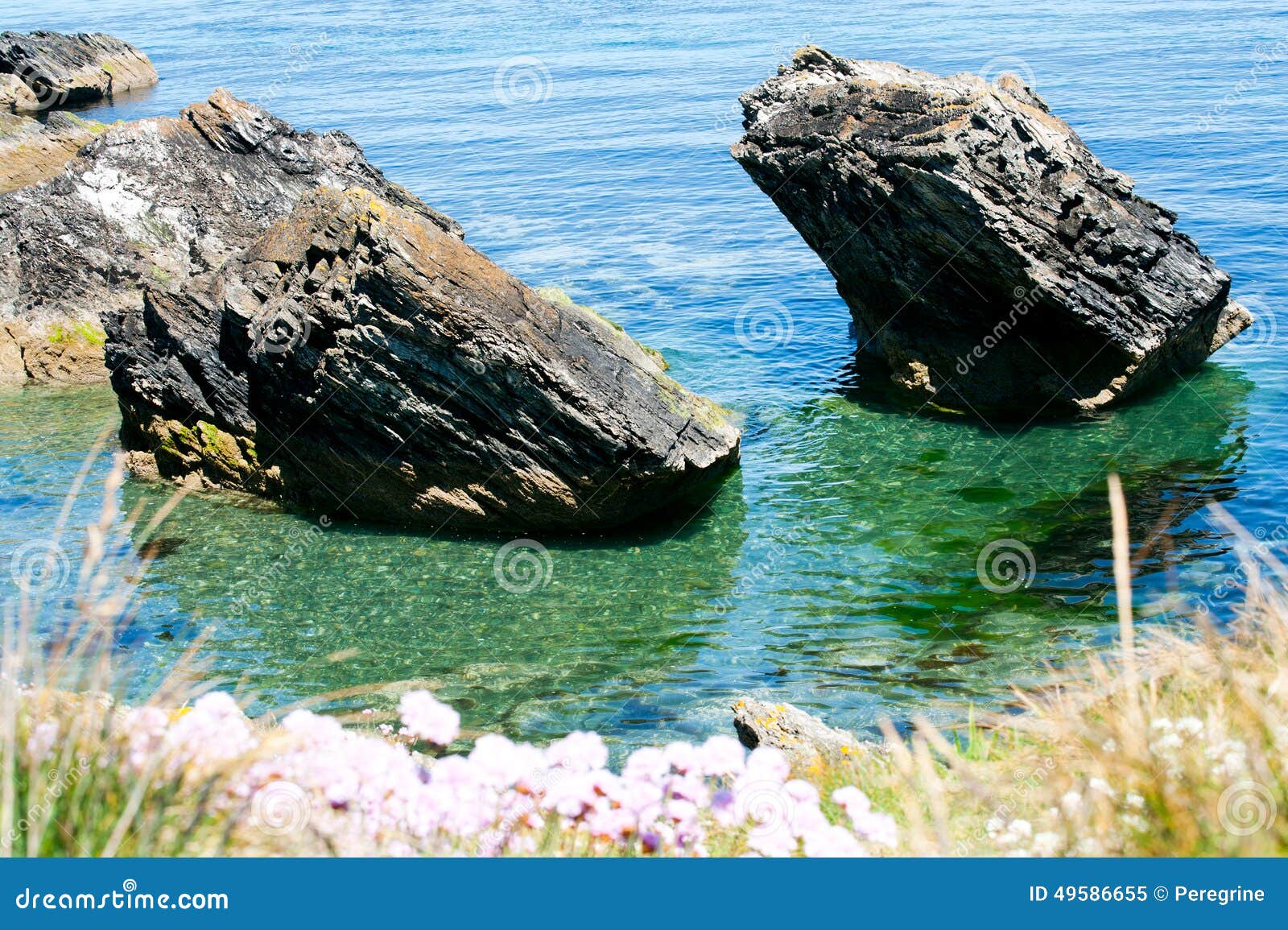 Irish sea stock image. Image of clover, plant, coast - 49586655