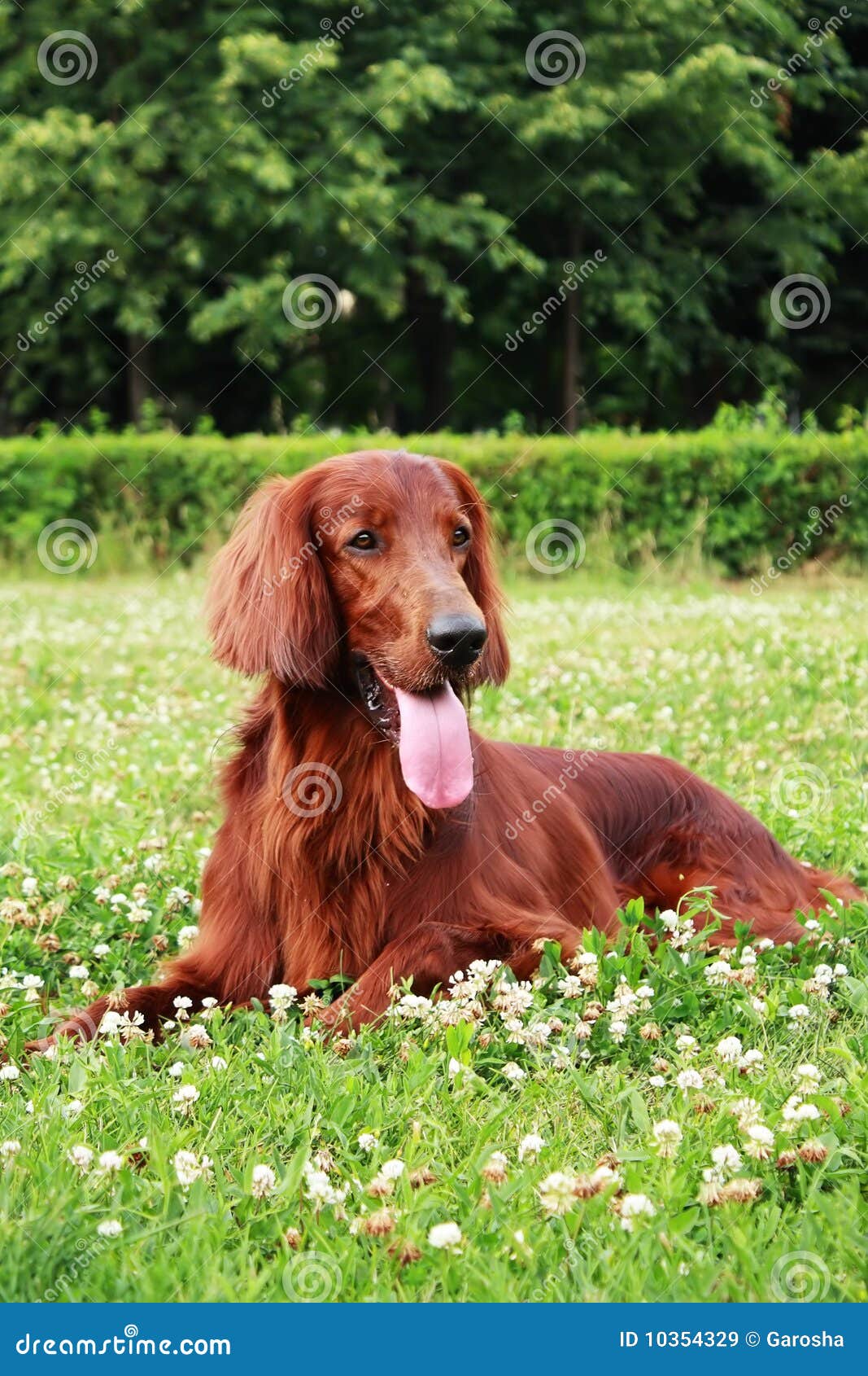 The Irish setter stock image. Image of pensive, listening - 10354329