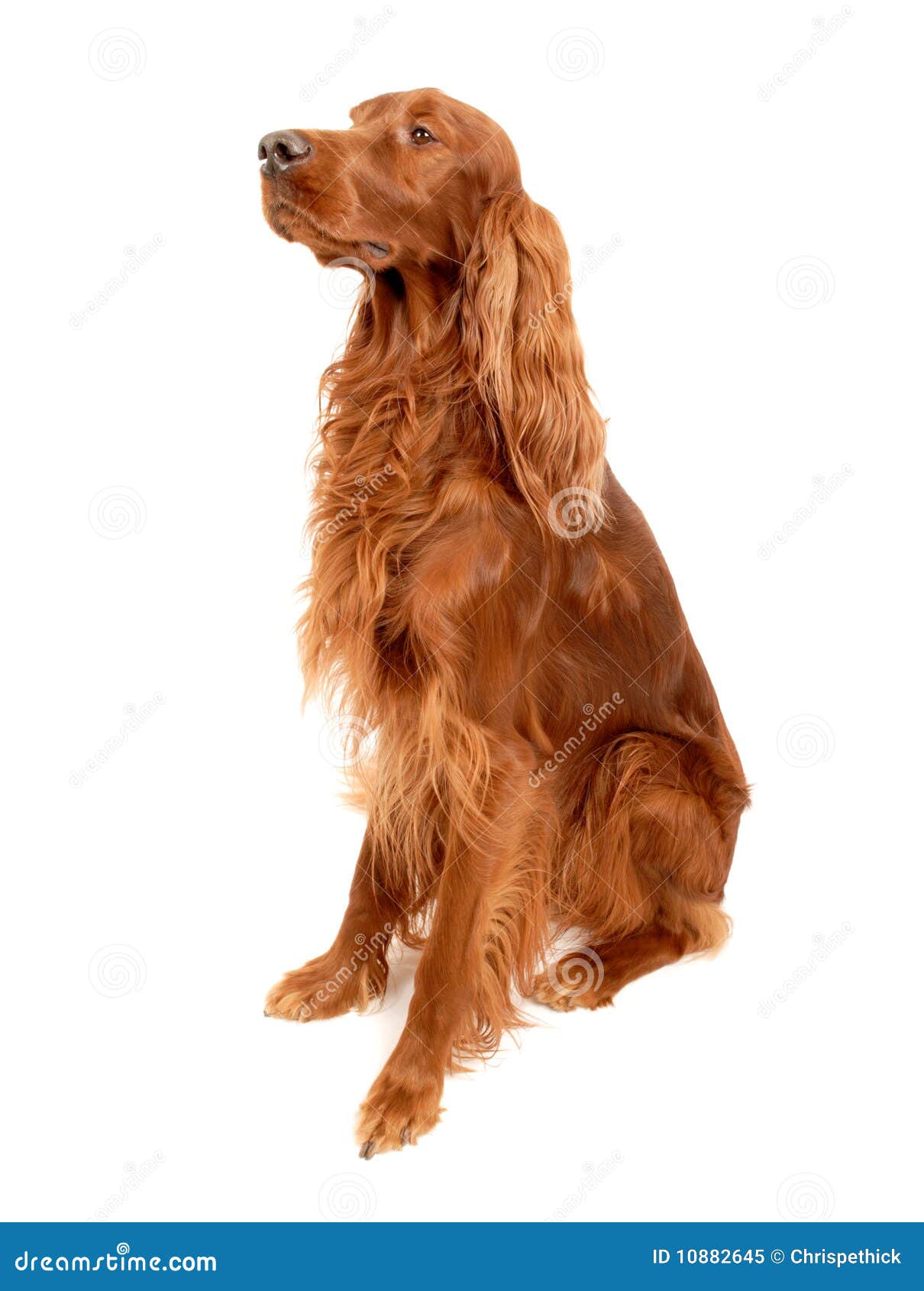 Irish Setter stock image. Image of pets, brown, canine - 10882645
