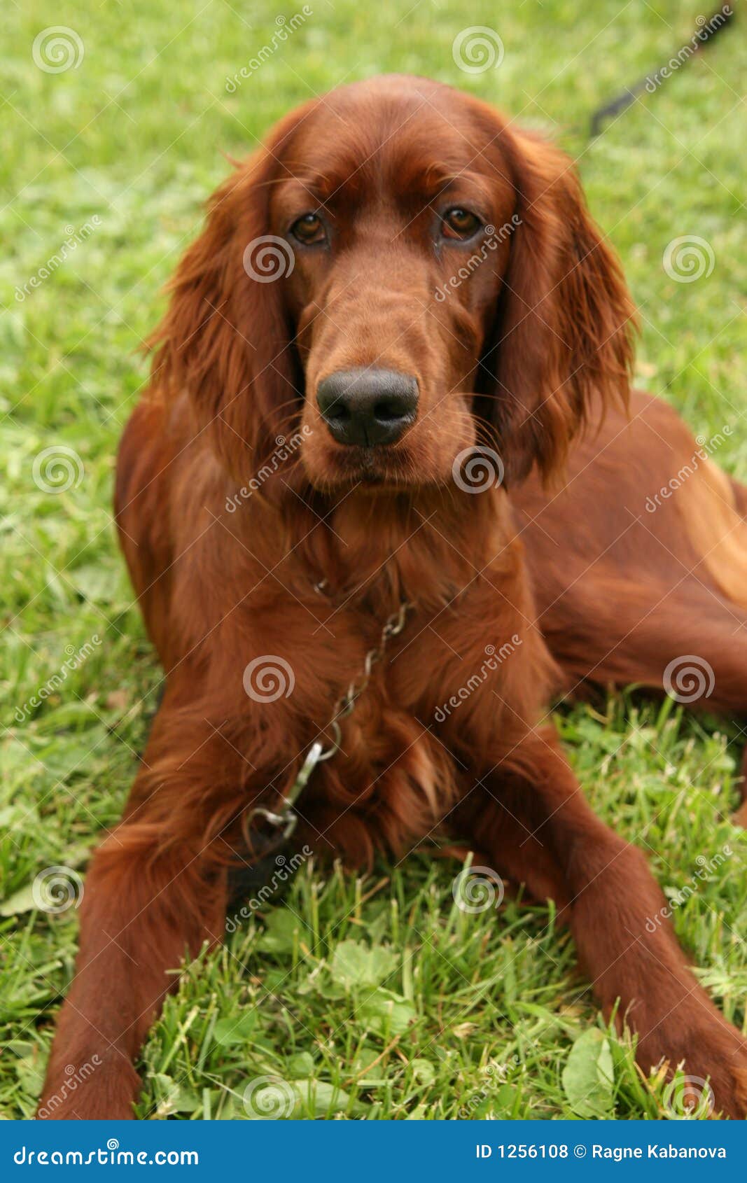 Irish setter stock photo. Image of haired, cute, lonely - 1256108