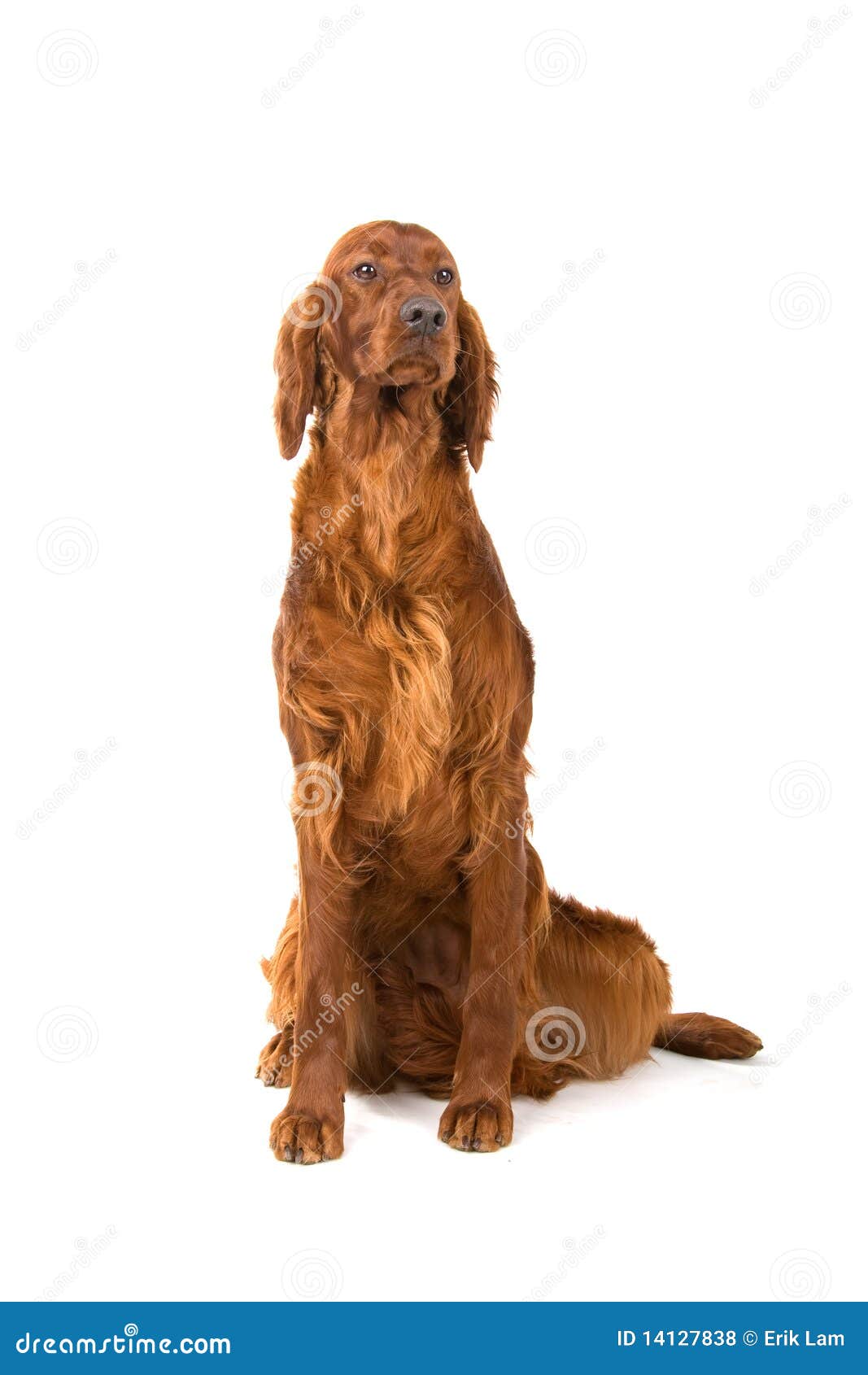 Irish Setter stock photo. Image of setter, sitting, adorable - 14127838