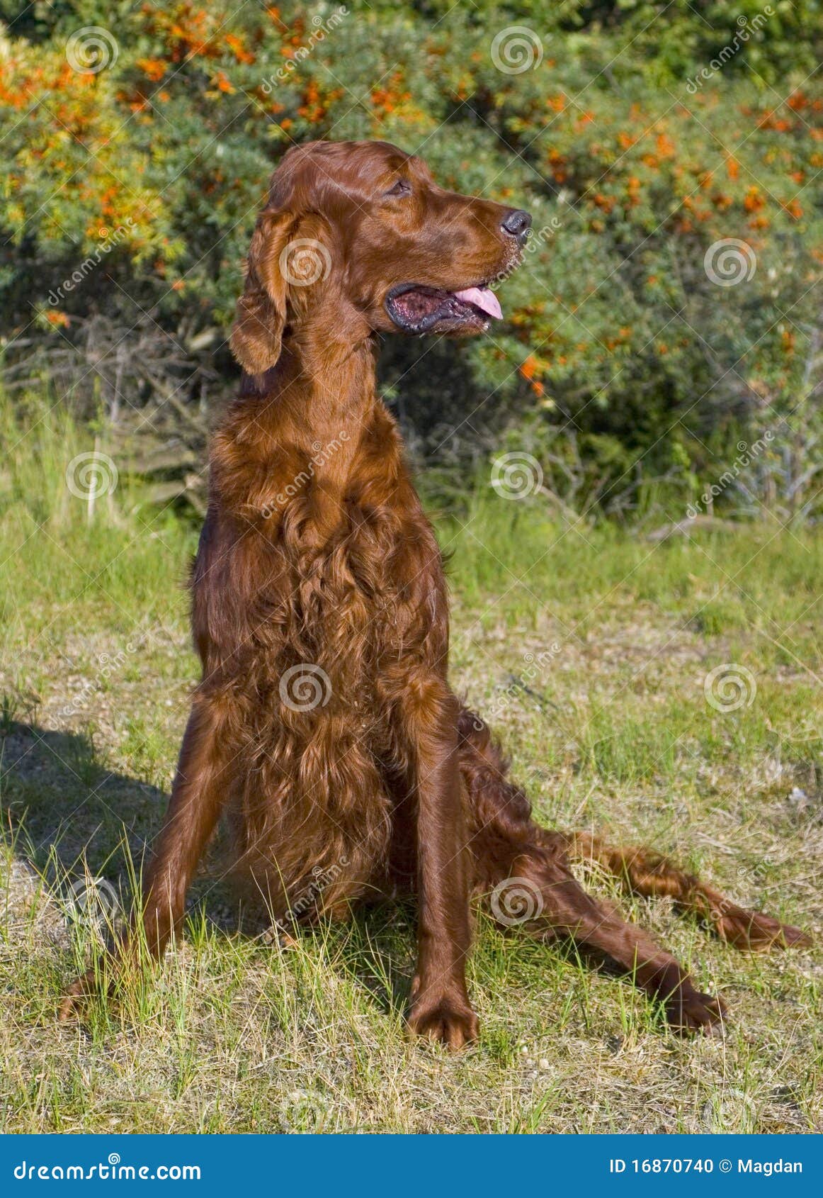 Irish Setter stock photo. Image of tongue, outside, rest - 16870740