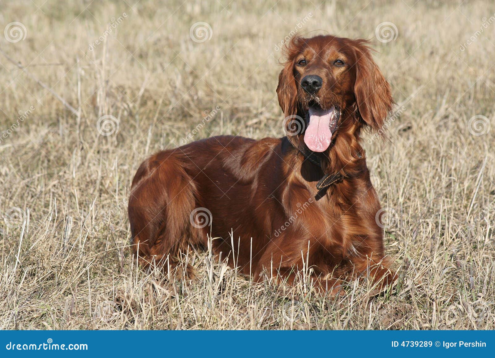 Irish setter 2 stock image. Image of command, hunts, friend - 4739289