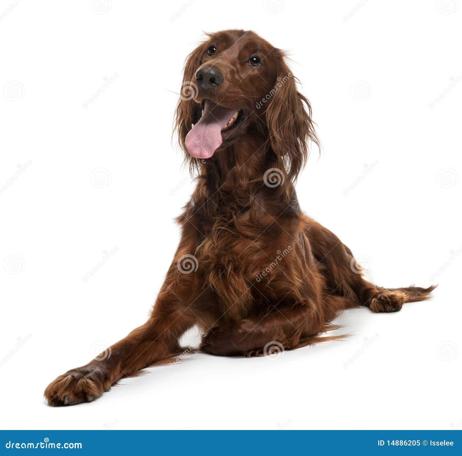 Irish Setter, 2 Years Old, Lying Stock Image - Image of mouth ...