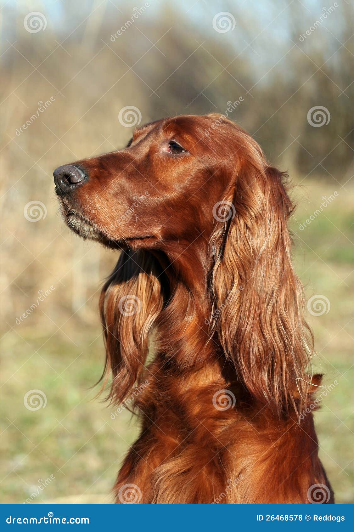 Irish Setter stock photo. Image of long, pure, canine - 26468578