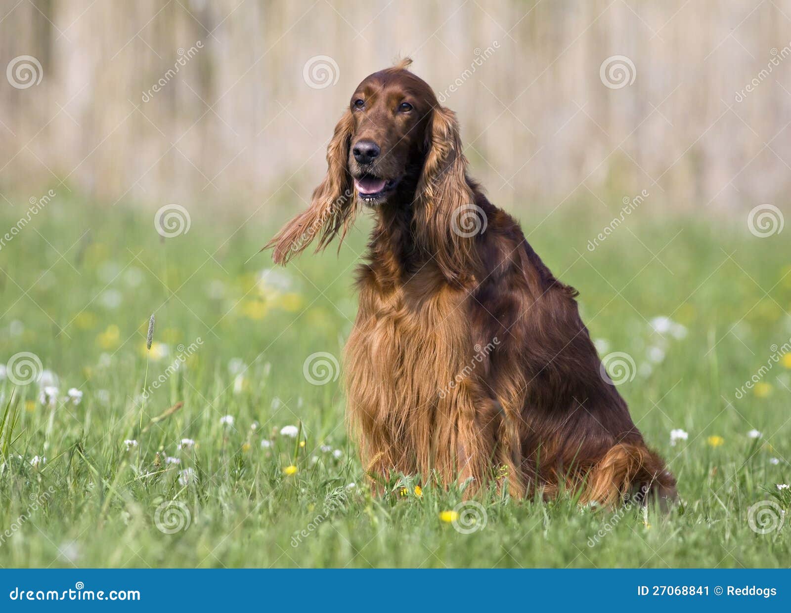 Irish Setter stock image. Image of nose, field, color - 27068841