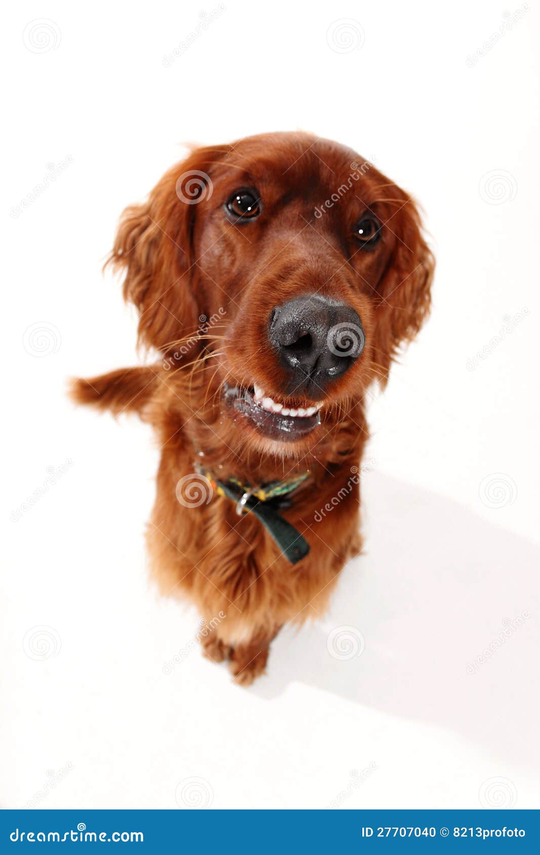 Irish Setter stock photo. Image of facing, doggy, pedigreed - 27707040