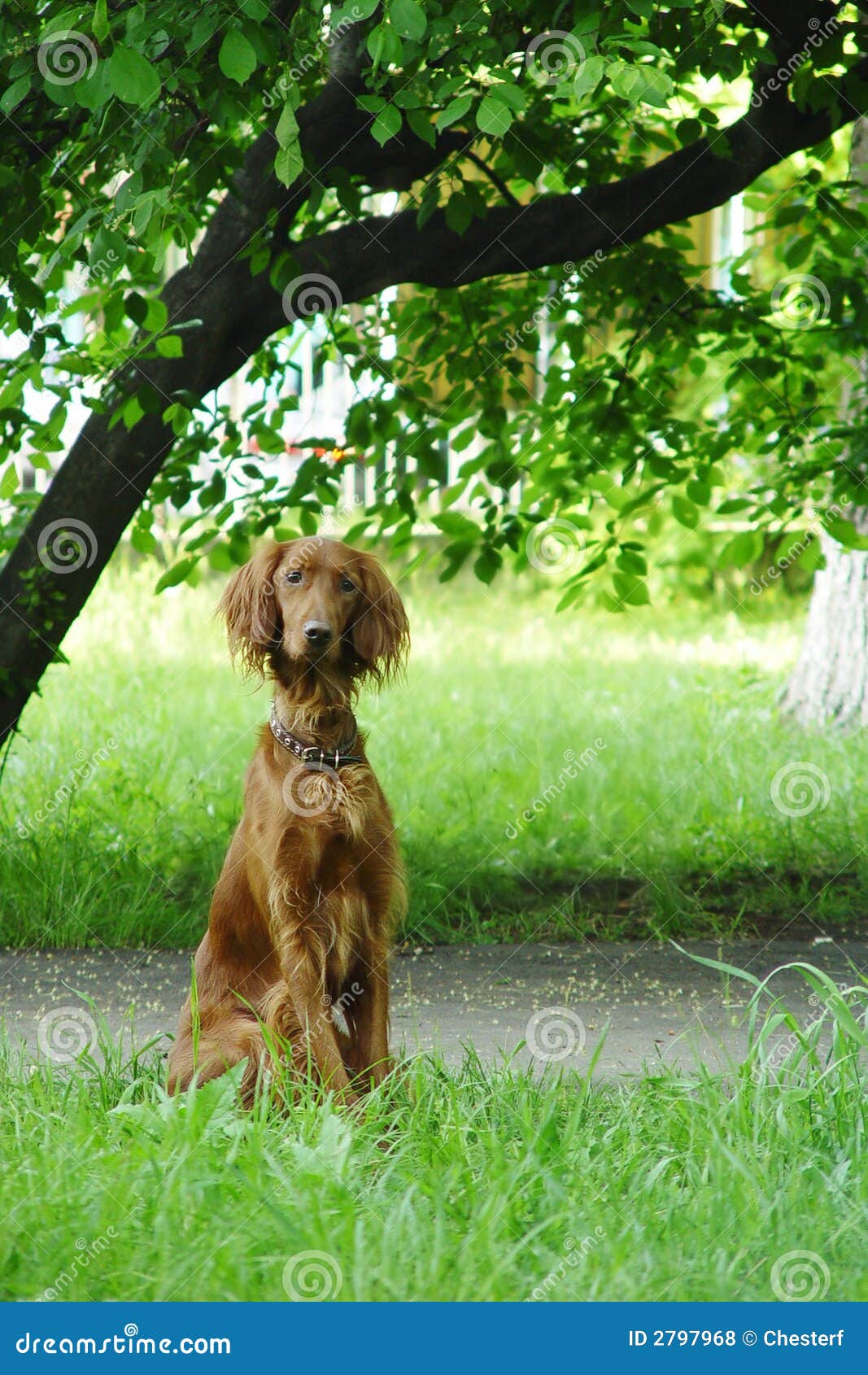 Irish setter stock photo. Image of purebred, typical, breed - 2797968