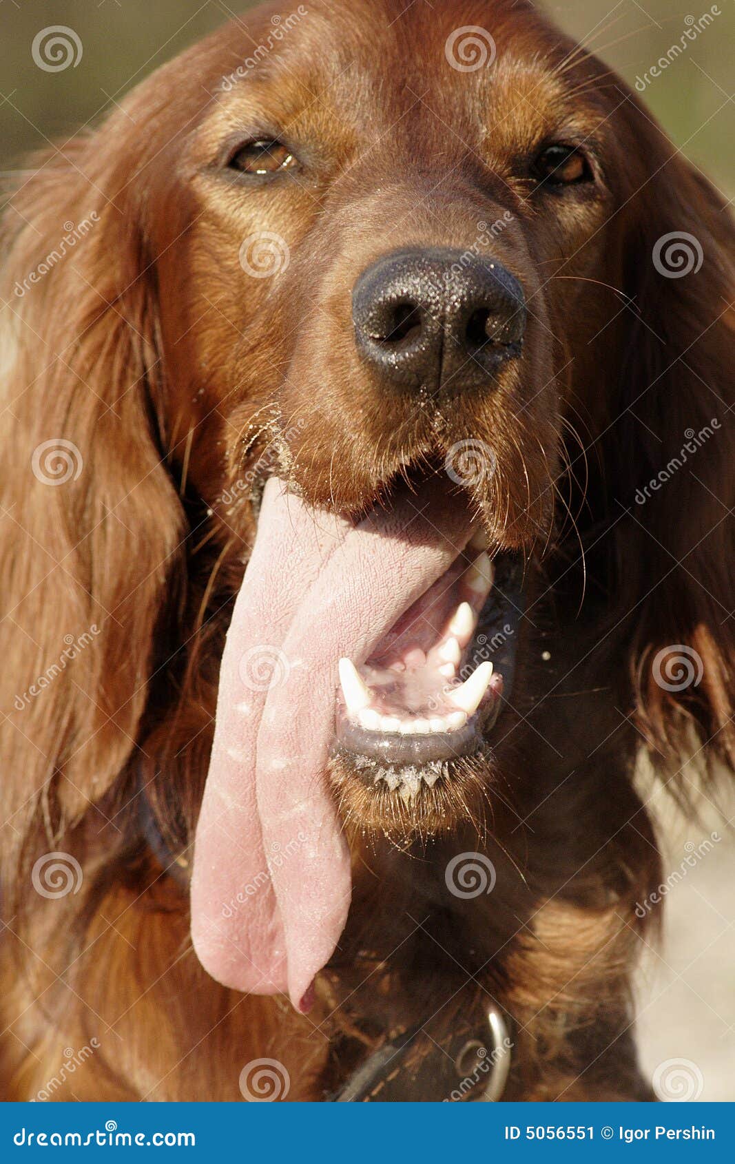 Irish setter 3 stock image. Image of thirst, favourite - 5056551