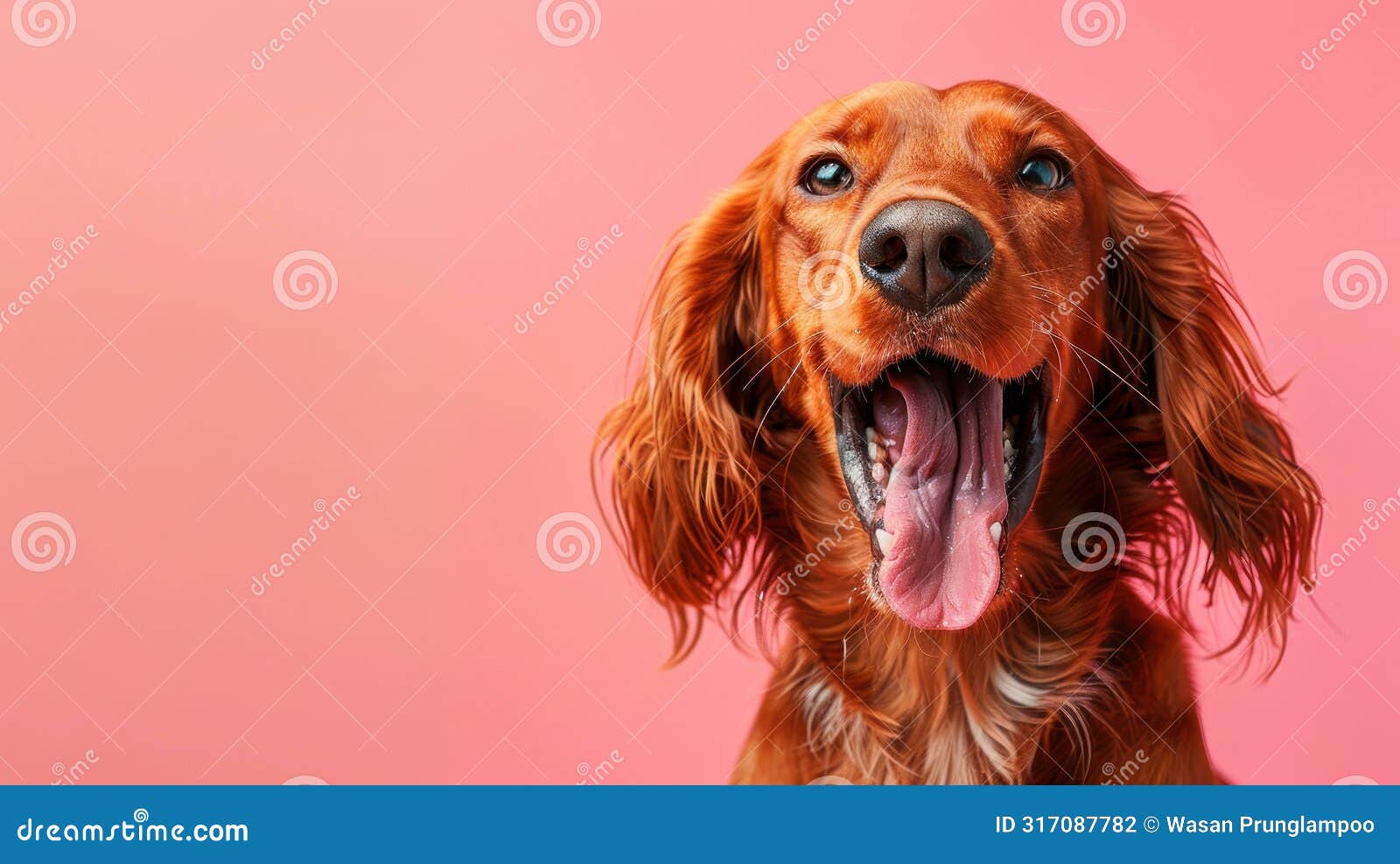 Irish Setter, Angry Dog Baring Its Teeth, Studio Lighting Pastel ...