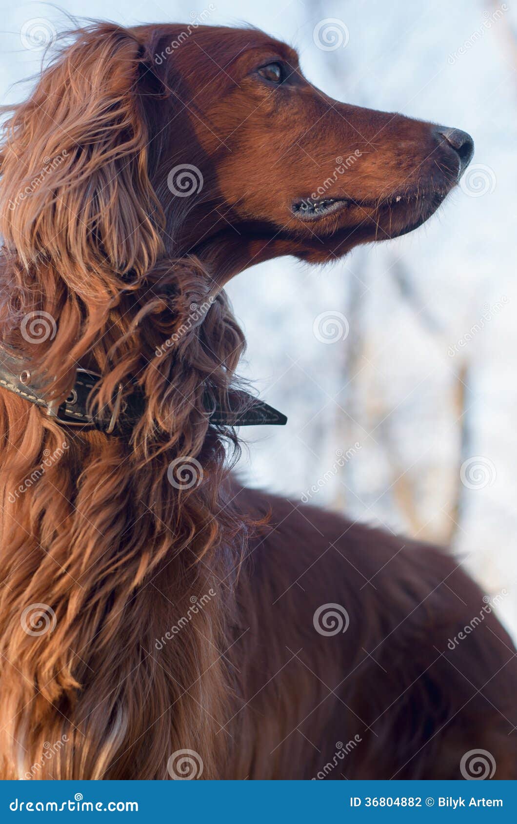 Irish Setter. stock photo. Image of animal, mammal, elegance - 36804882
