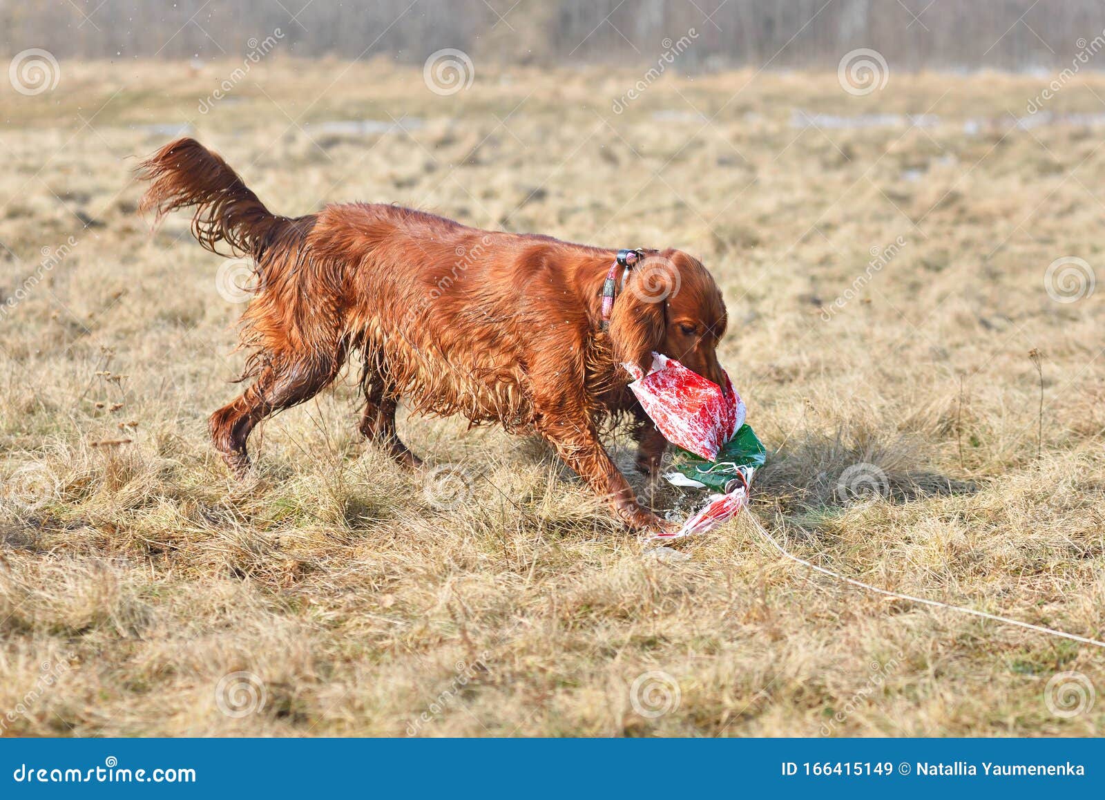 Irish Setter Catching a Bait Stock Image - Image of attack, play: 166415149