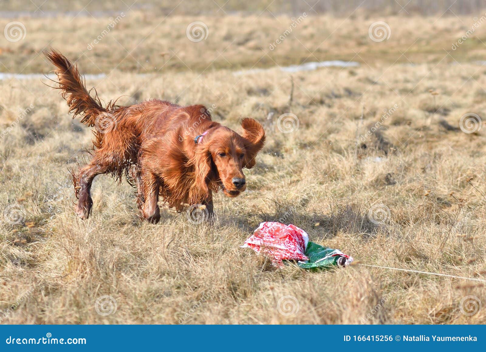Irish Setter Catching a Bait Stock Photo - Image of jump, german: 166415256