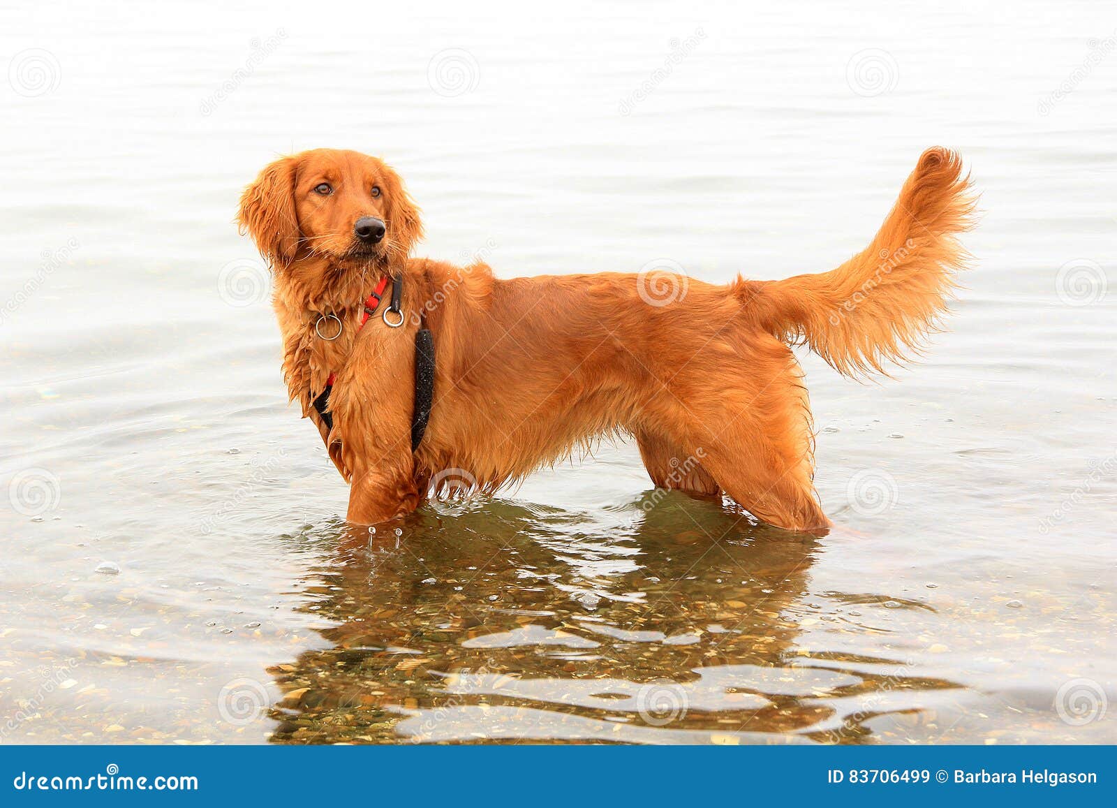 Irish Setter dog stock image. Image of horizontal, setter - 83706499