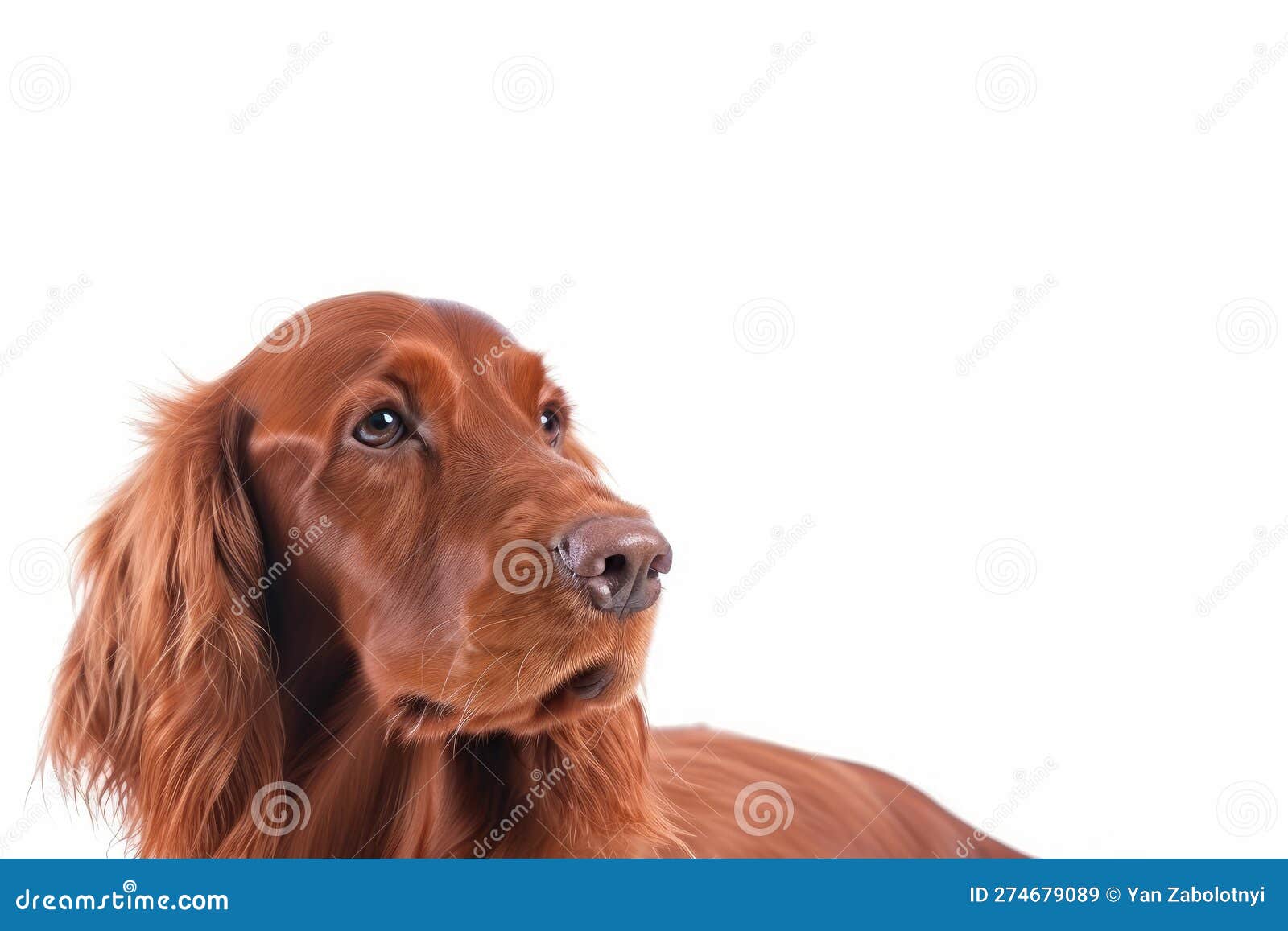 Irish Setter Dog on White Background. Copy Space. Generative AI Stock ...