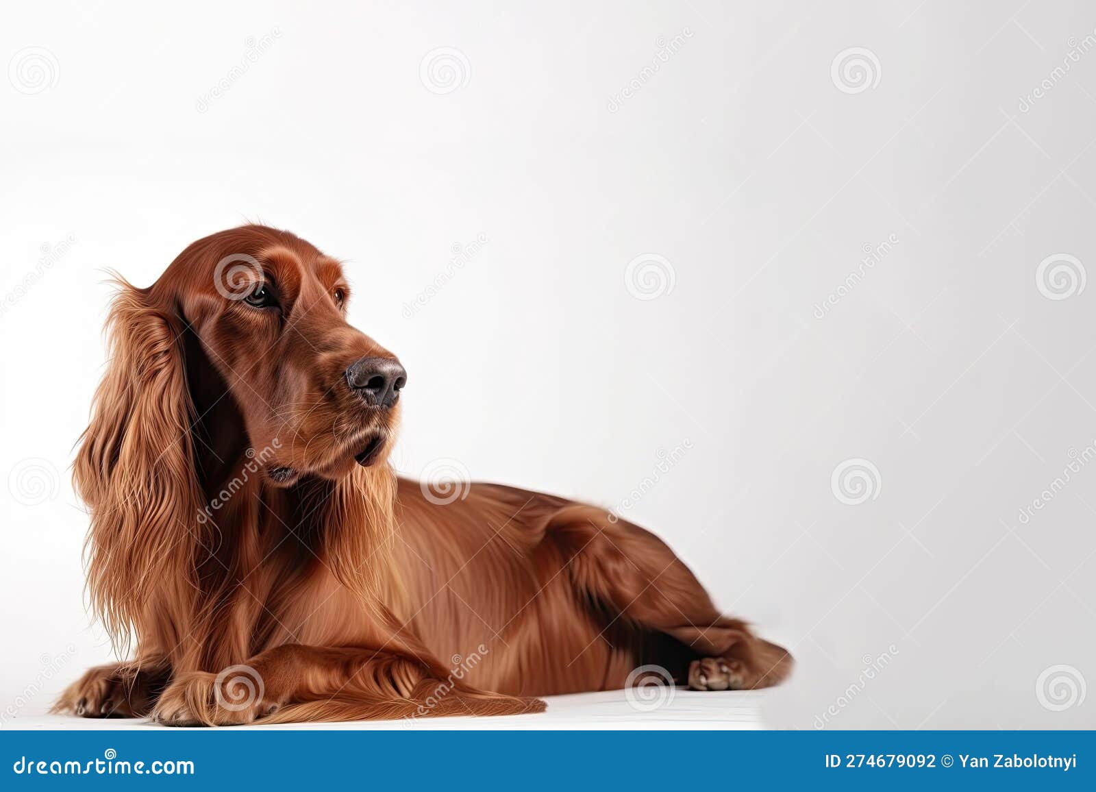 Irish Setter Dog on White Background. Copy Space. Generative AI Stock ...