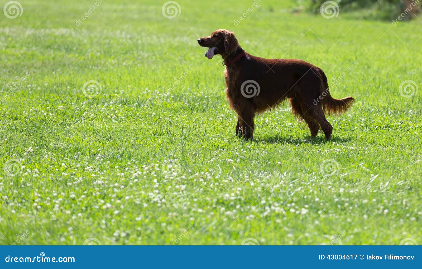 Irish Setter on grass stock image. Image of ireland, nature - 43004617