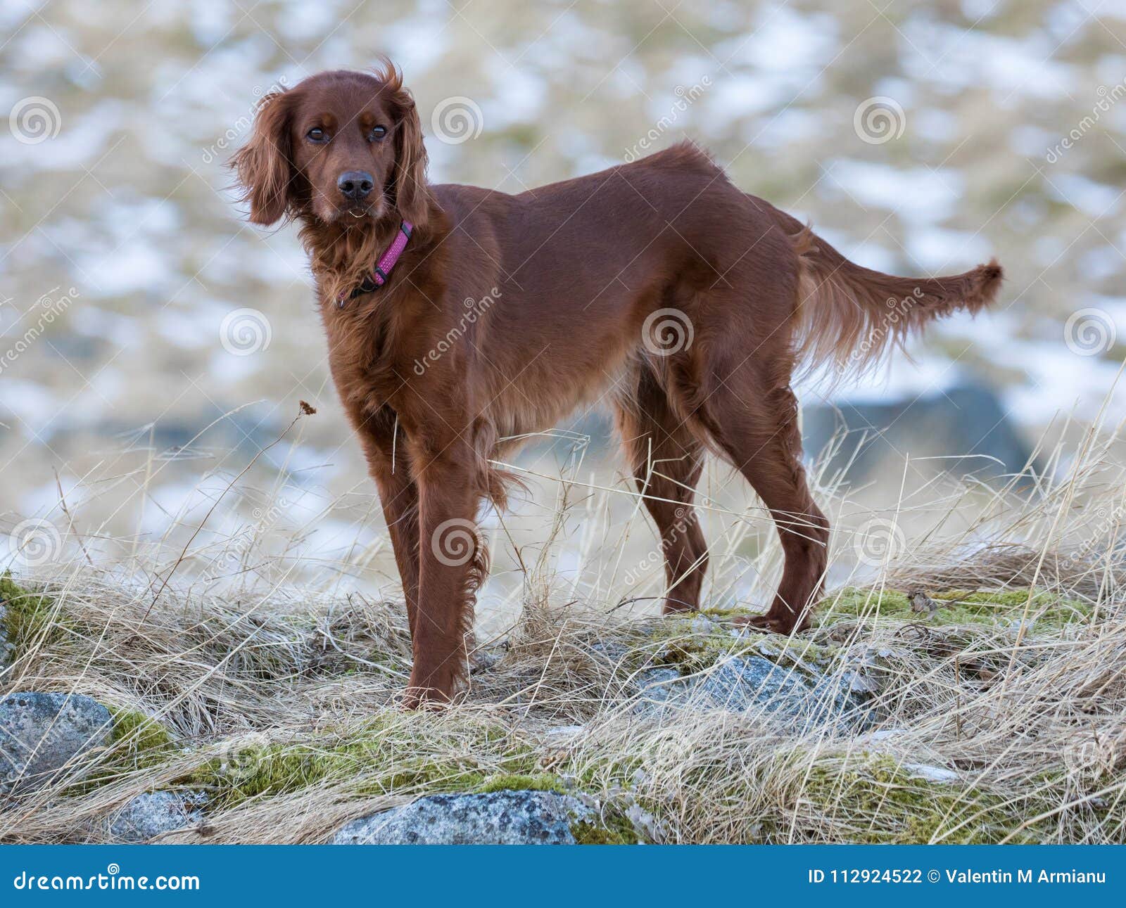 Irish Setter stock photo. Image of puppy, animal, breed - 112924522