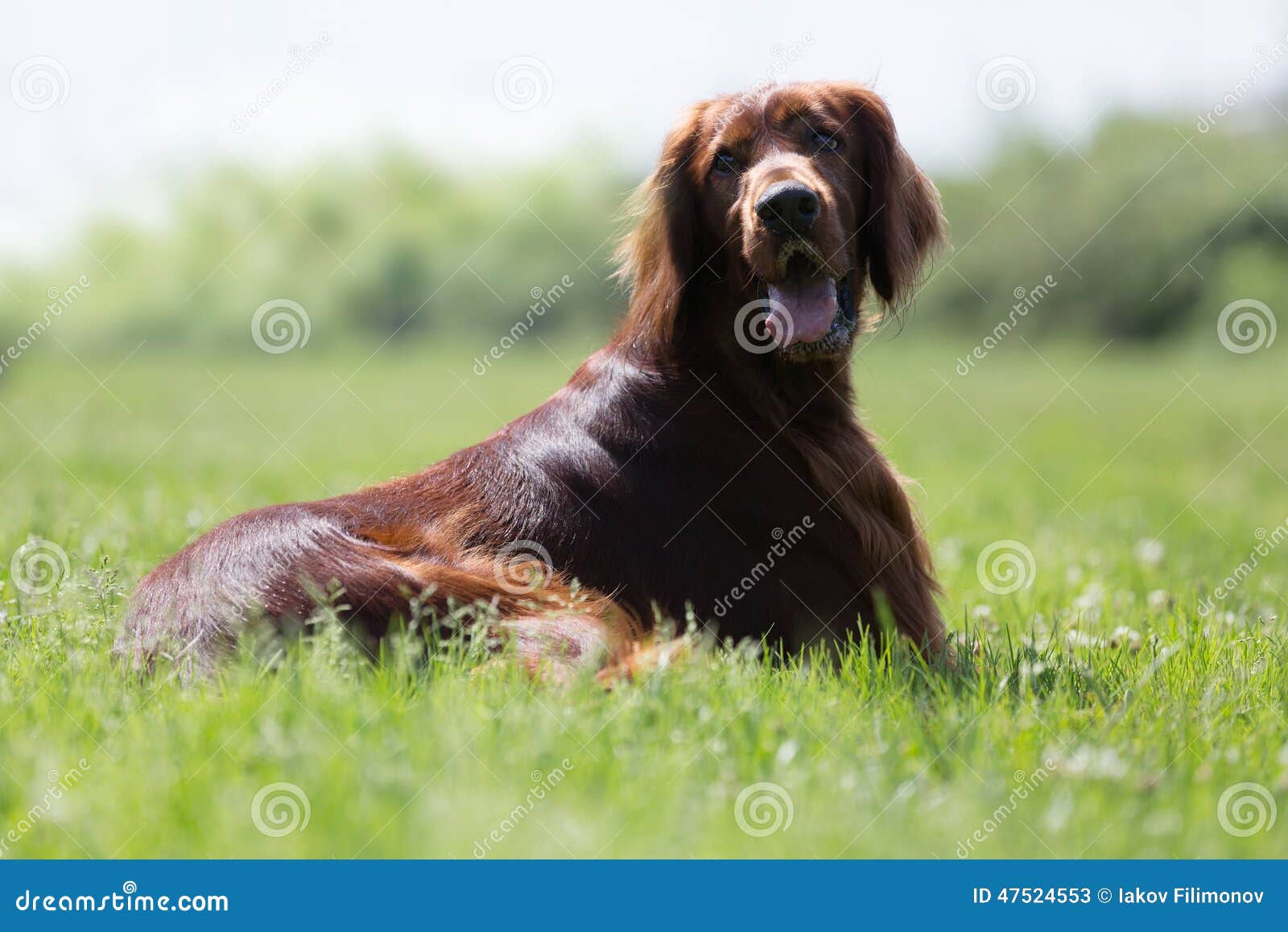 Irish Setter Lying on Grass Stock Image - Image of ireland, staying ...
