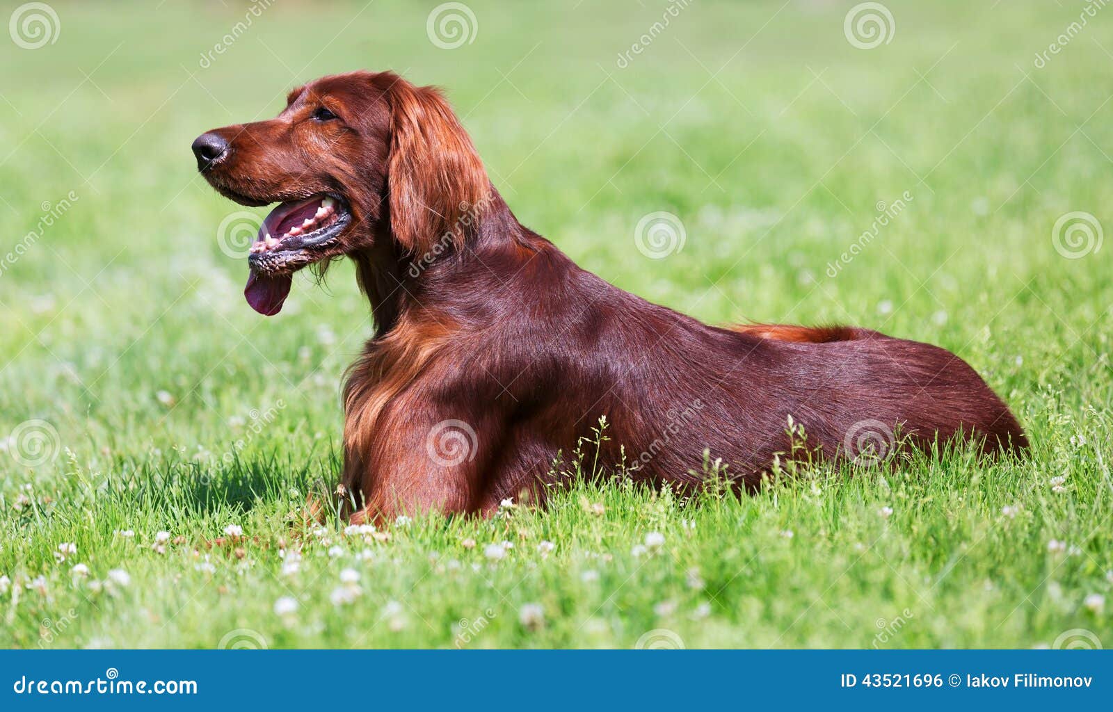 Irish Setter Lying on Green Grass Stock Photo - Image of pedigree ...