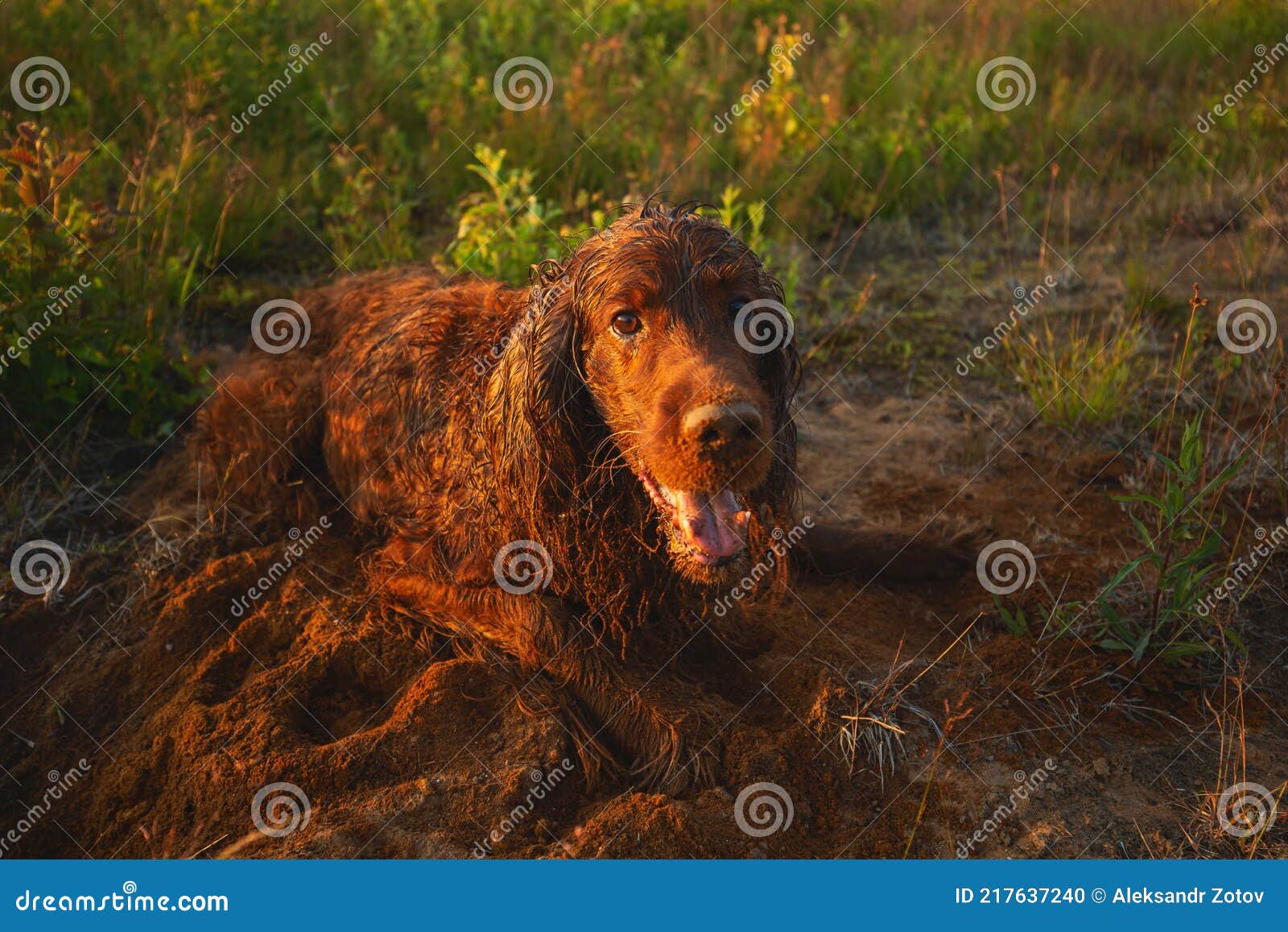 Irish Setter Lying on Ground in Field Stock Photo - Image of alone ...