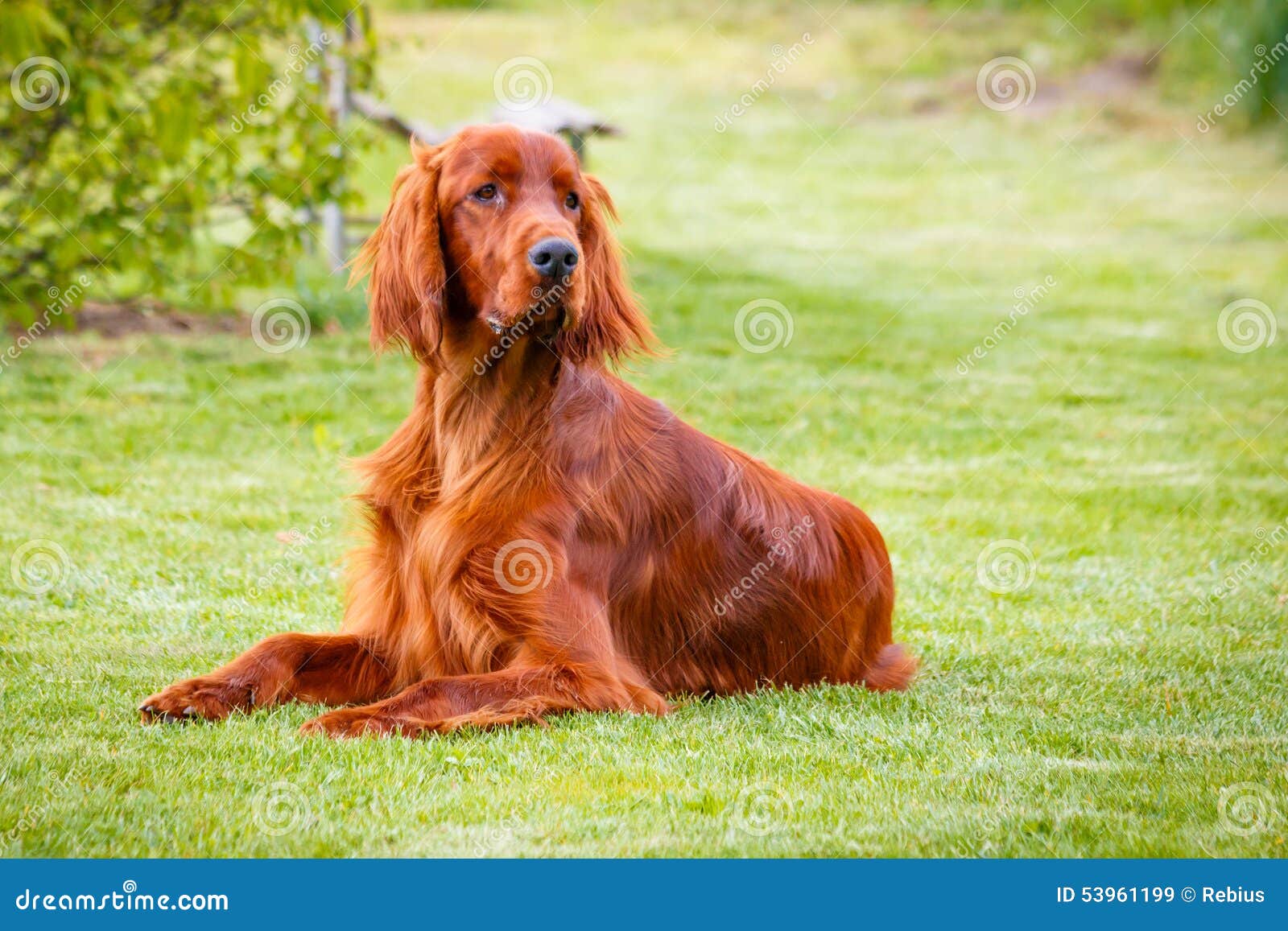 Irish Setter stock image. Image of female, hair, face - 53961199