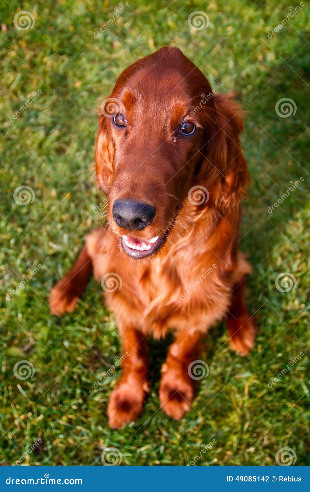 Irish setter stock photo. Image of head, nose, beautiful - 49085142