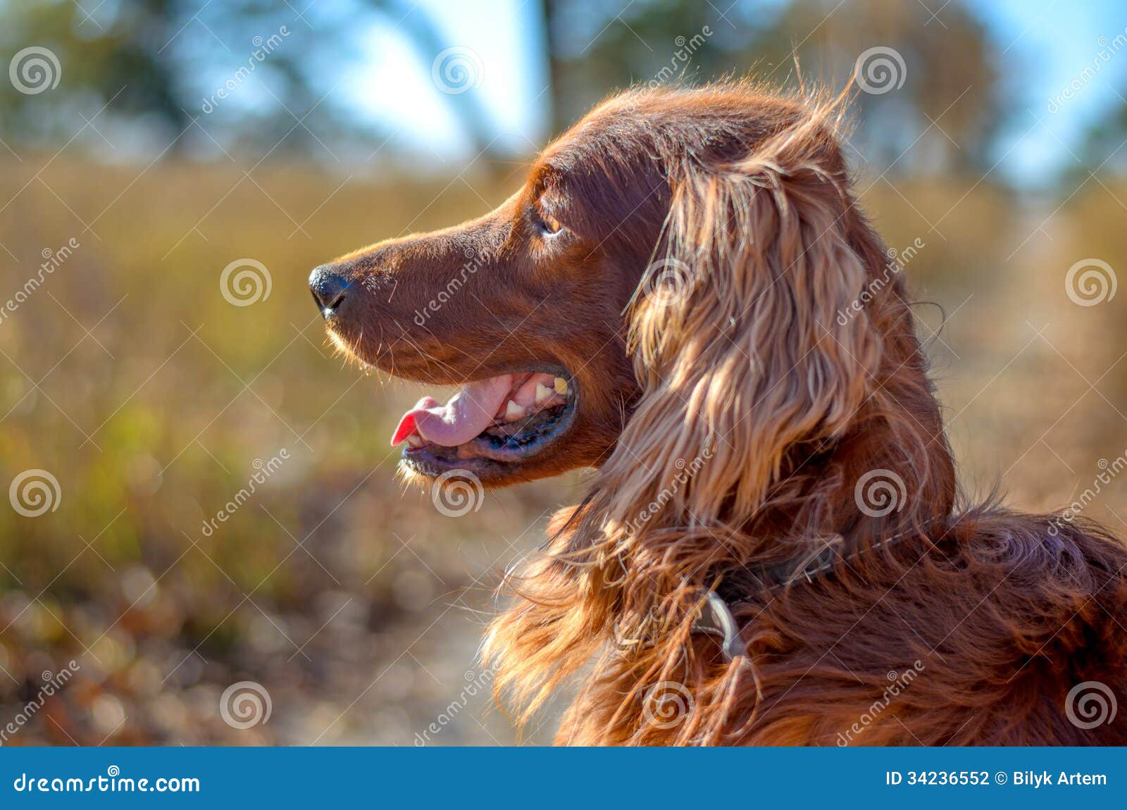 Irish setter. stock photo. Image of animals, dogs, park - 34236552