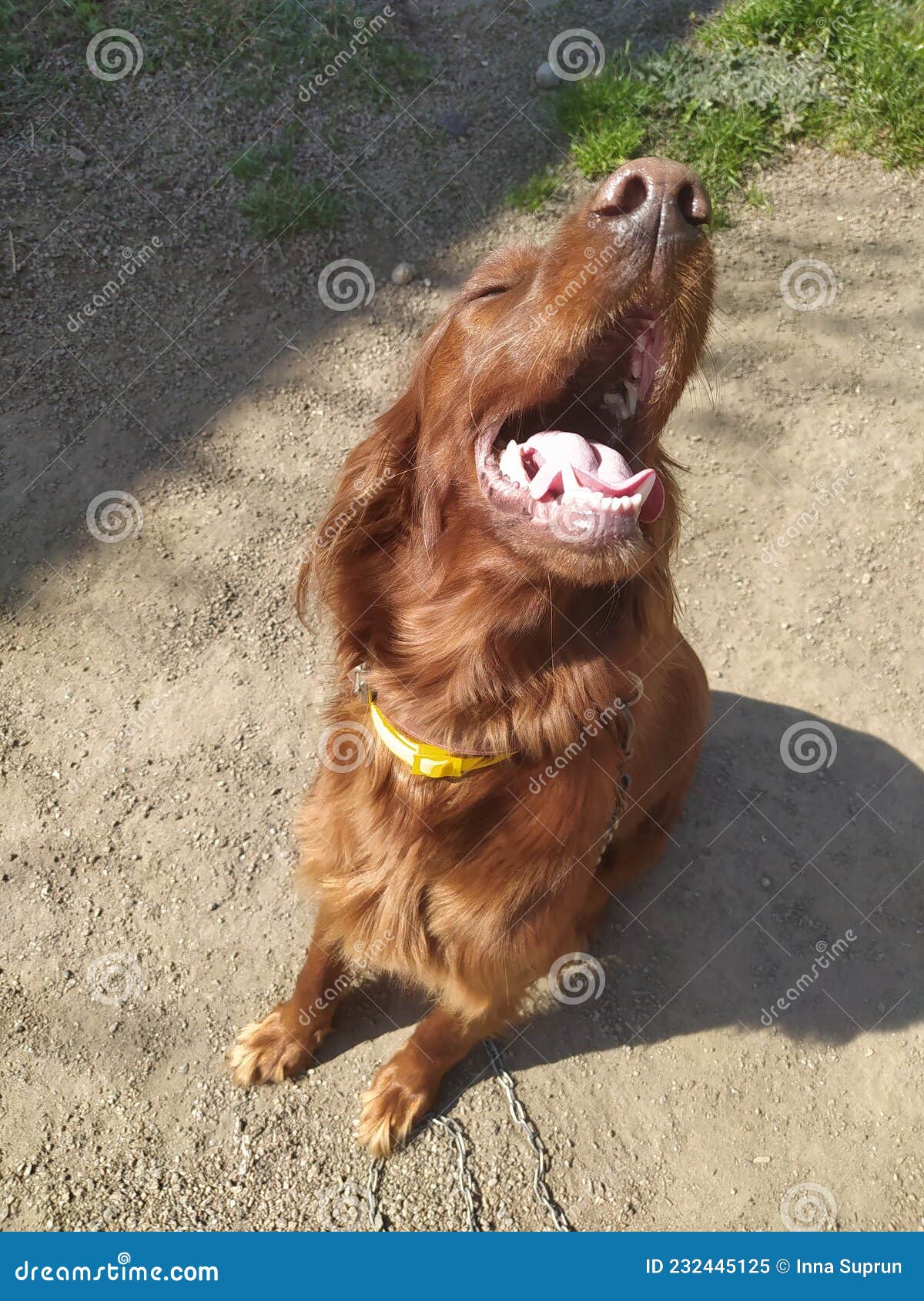The Irish Setter Performs the Command `sit Down` Stock Image - Image of ...