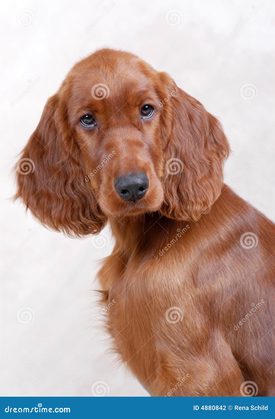 Irish Setter Puppy stock photo. Image of hound, exposition - 4880842