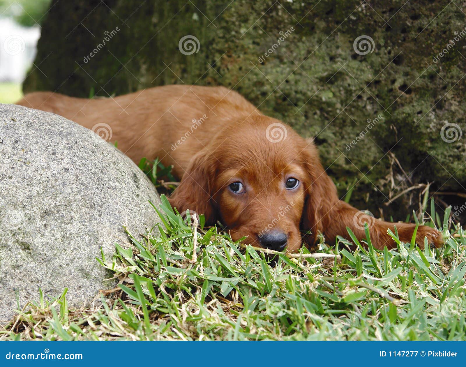 Irish Setter Puppy in the Grass Stock Image - Image of pedigree ...