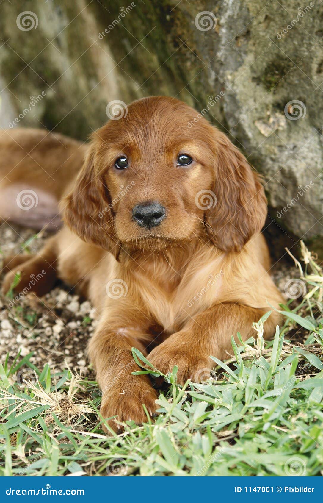 Irish Setter Puppy Laying Down Stock Image - Image of nose, animal: 1147001