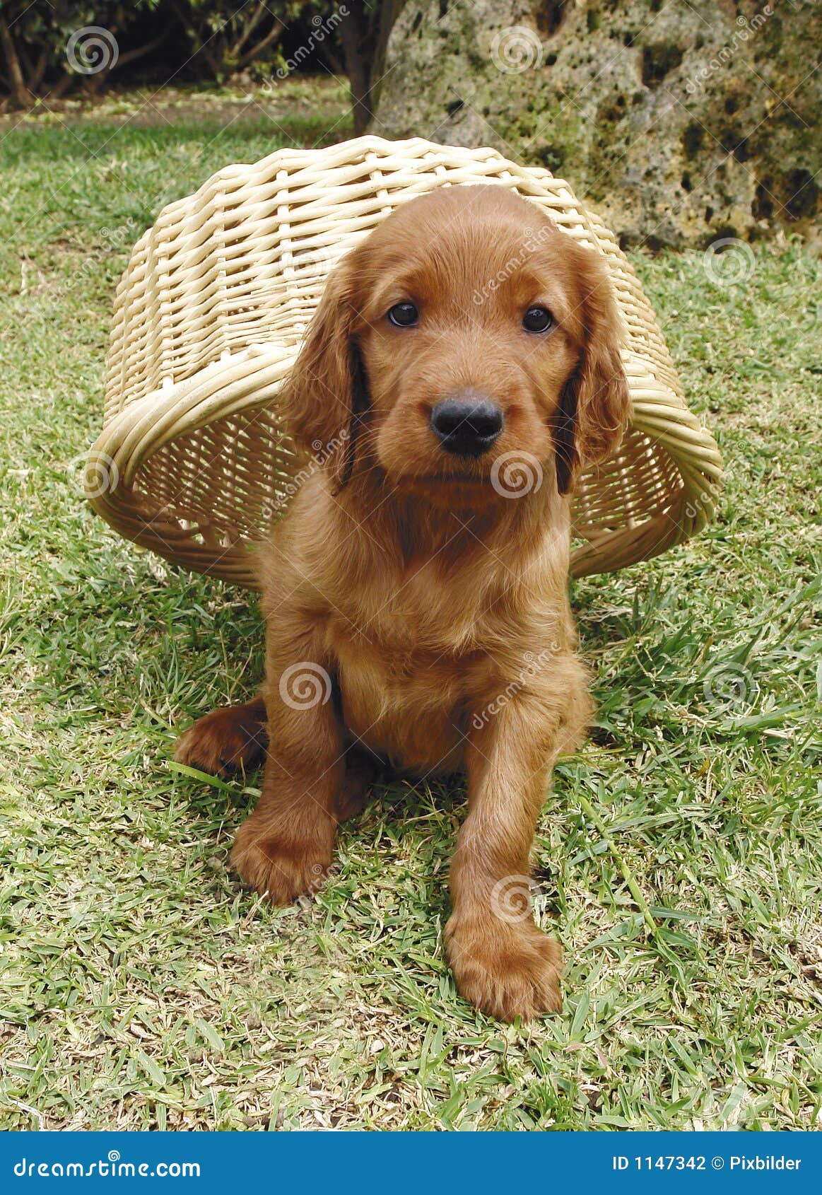 Irish Setter Puppy Under a Basket Stock Photo - Image of puppy, litter ...