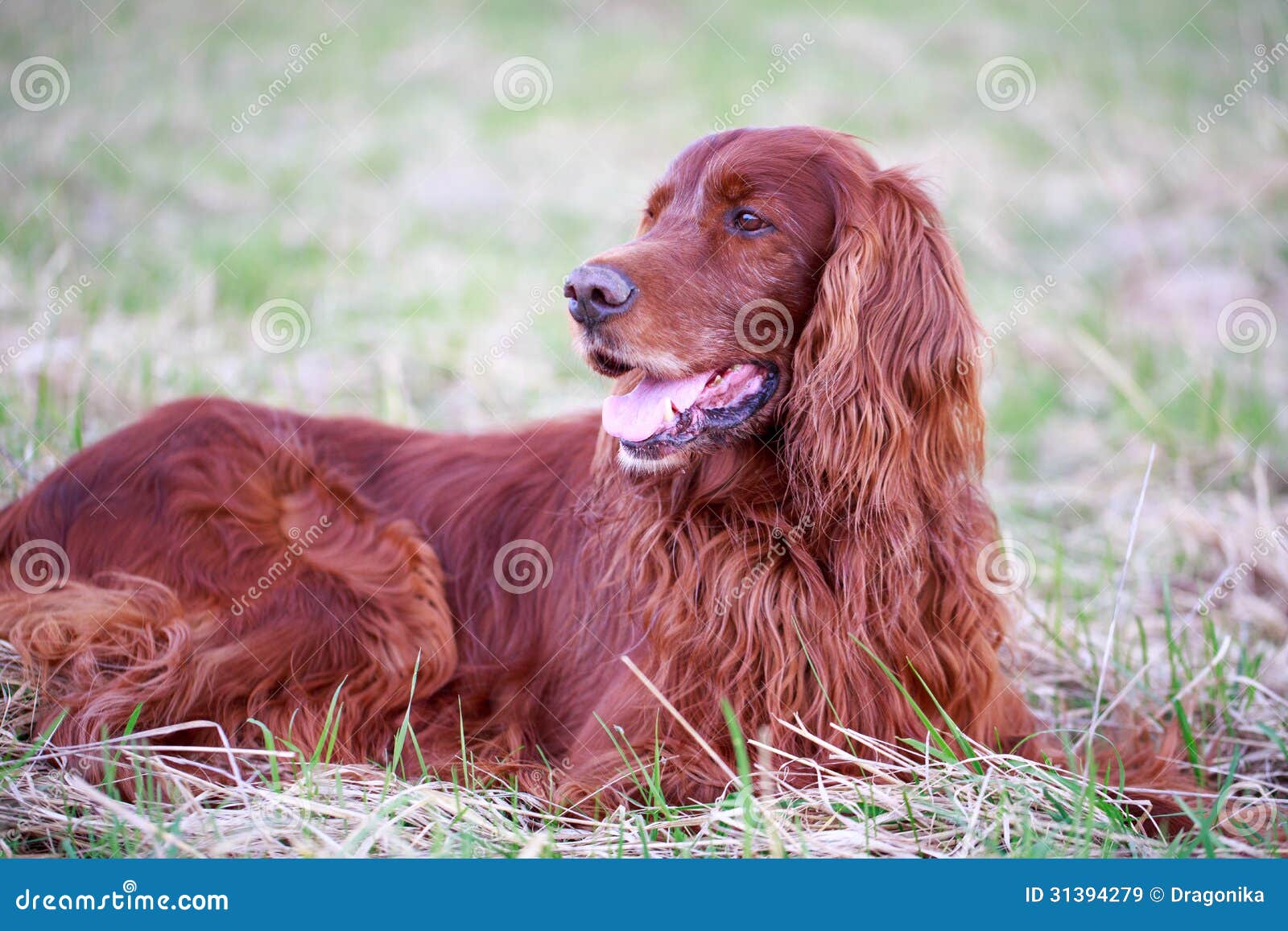 Irish setter stock image. Image of setter, organism, snout - 31394279