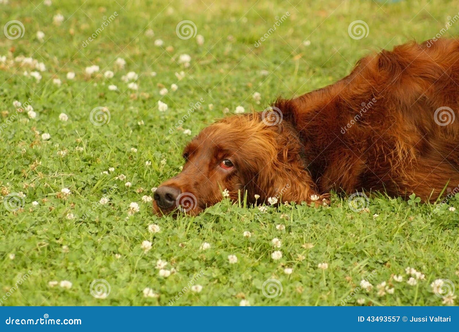 Irish Setter resting stock image. Image of stare, attention - 43493557