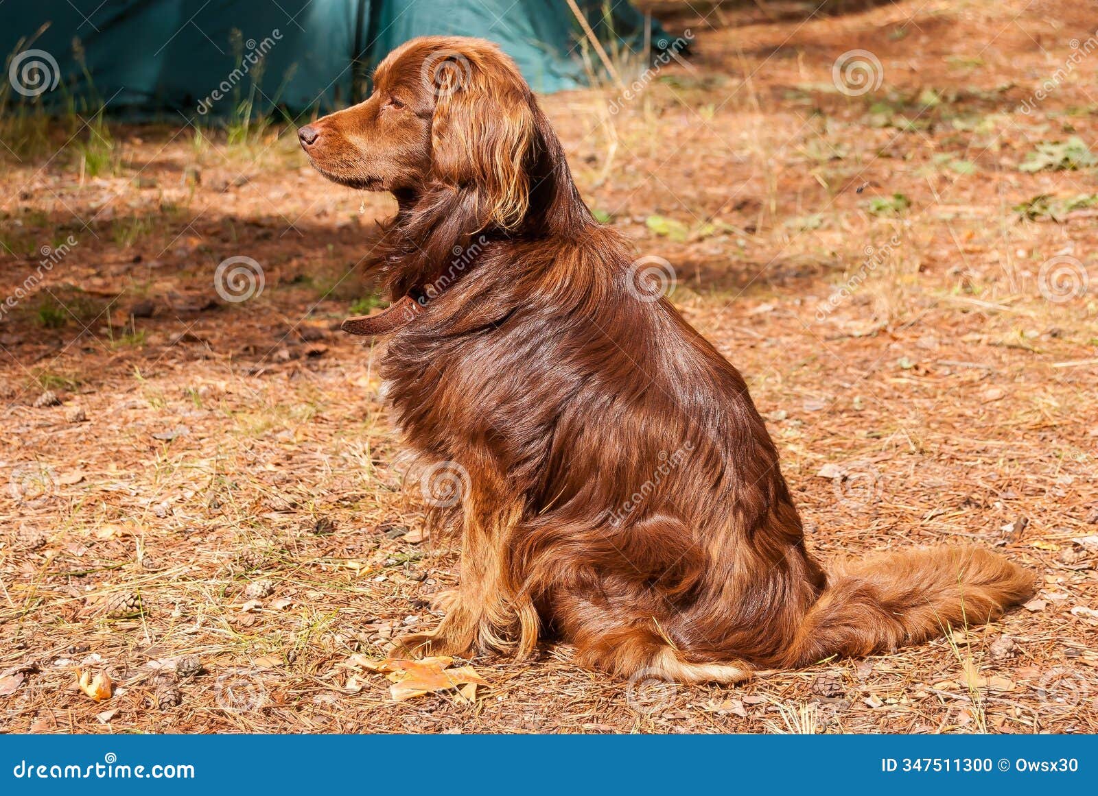 Irish Setter Sitting on a Forest Glade Stock Photo - Image of animal ...