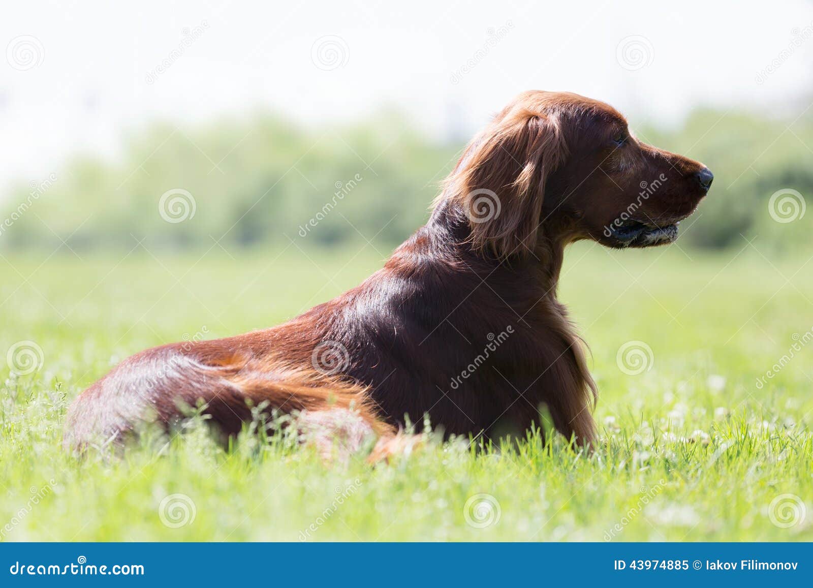 Irish Setter Sitting on Grass Stock Image - Image of nature, adult ...