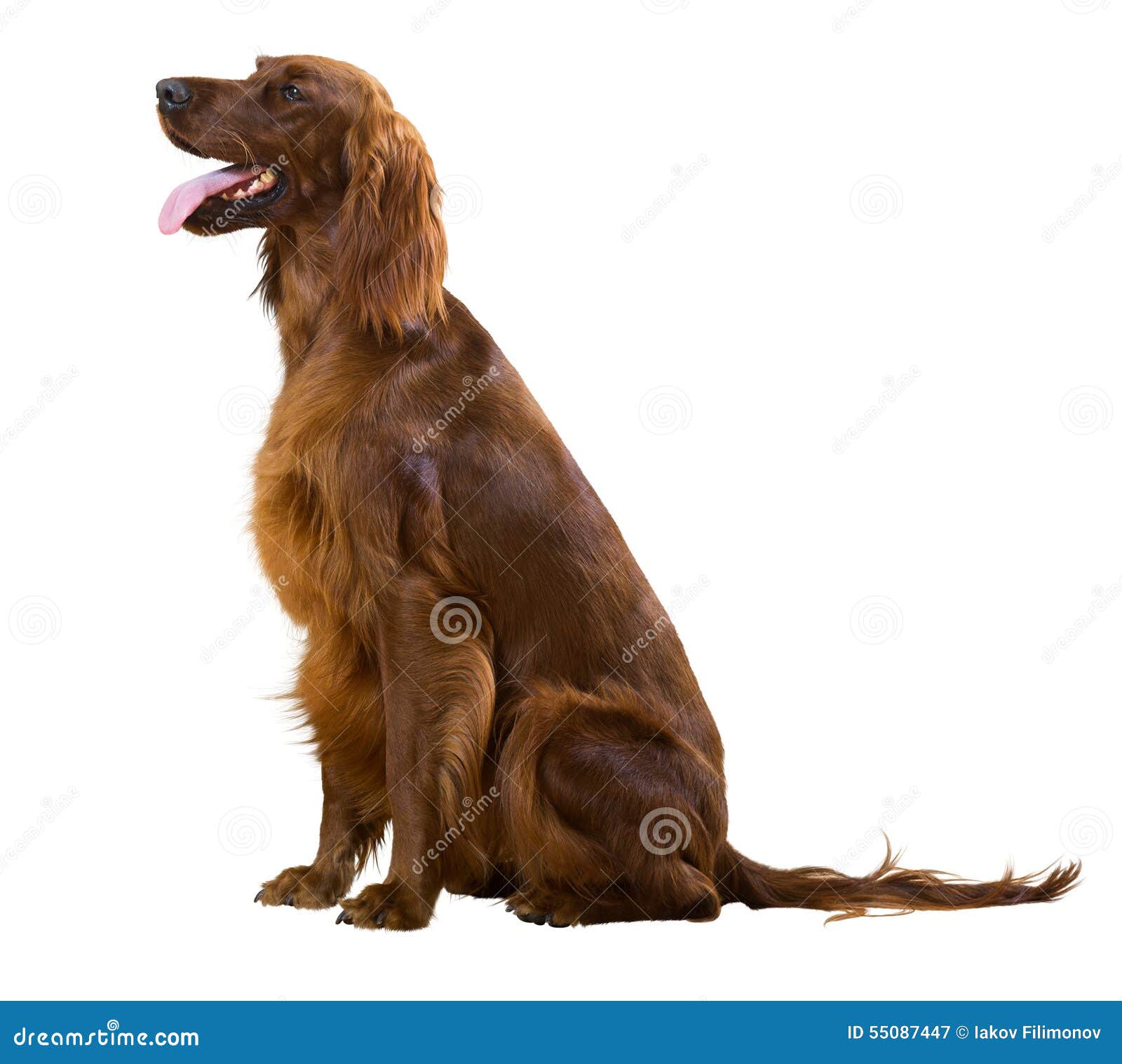 Irish Setter stock image. Image of sitting, tail, hunting - 55087447