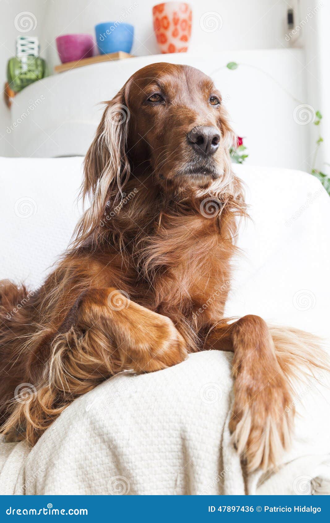 Irish Setter on Sofa Looking Aside Stock Photo - Image of hair, shot ...