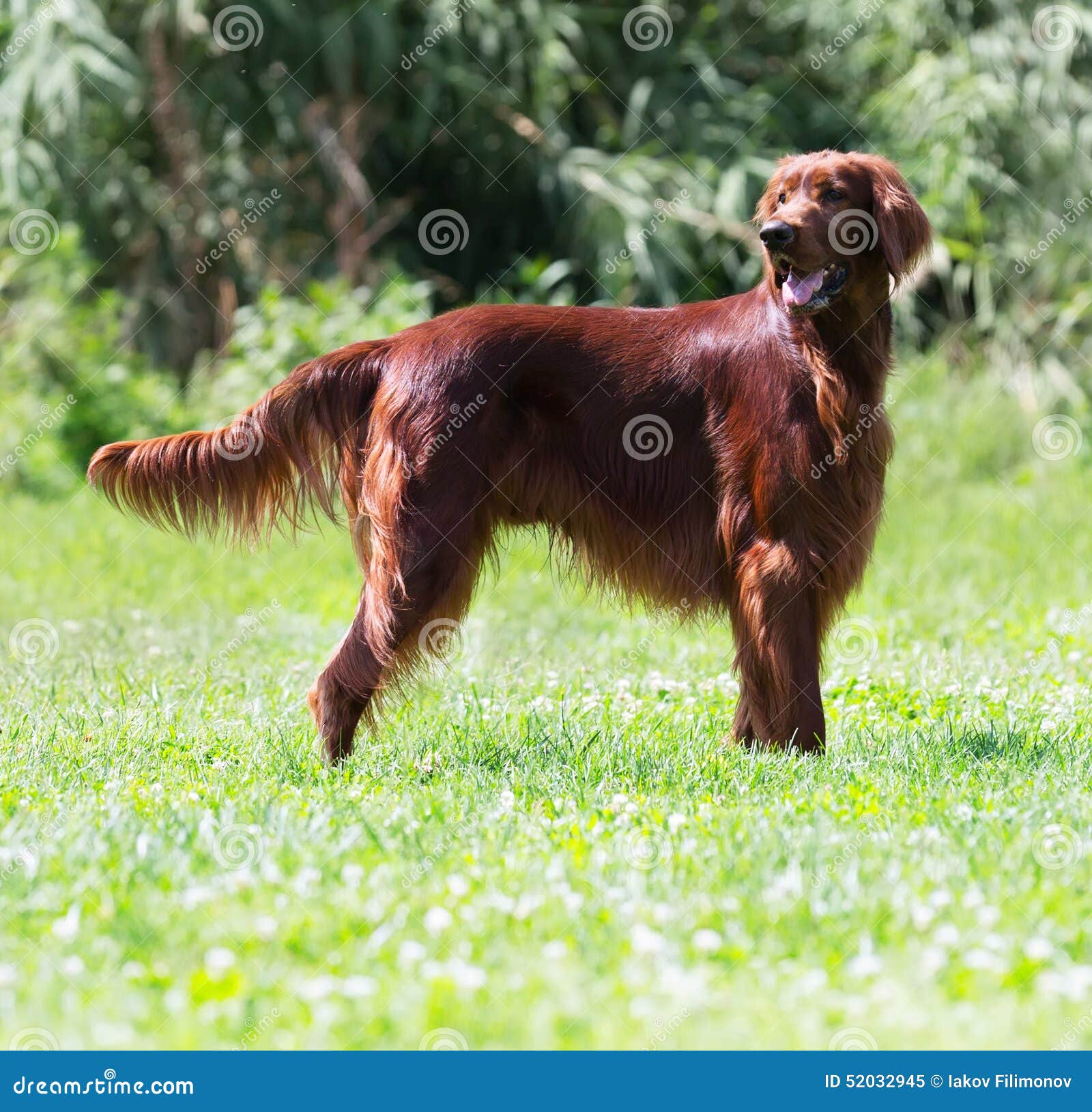 Irish Setter Standing on Grass Stock Image - Image of white, ireland ...