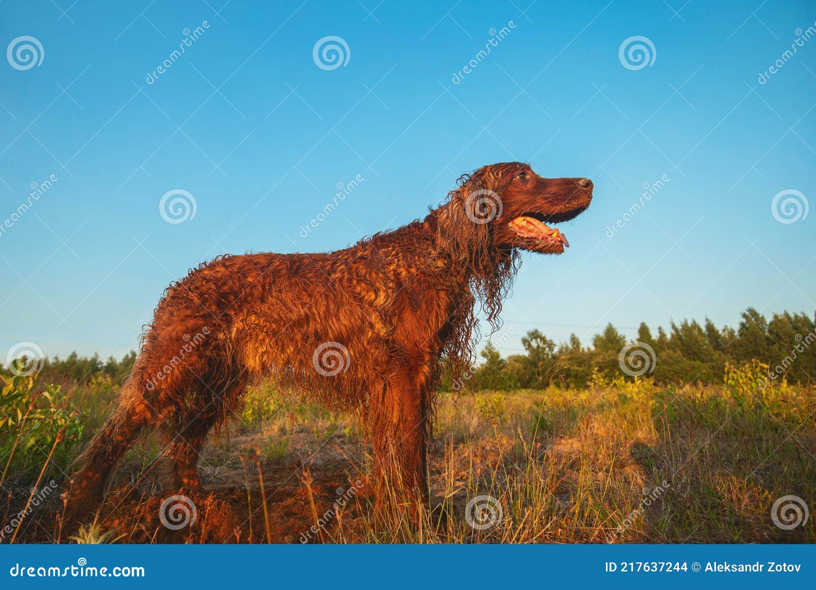 Irish Setter Standing on Grass Stock Photo - Image of animal, grass ...