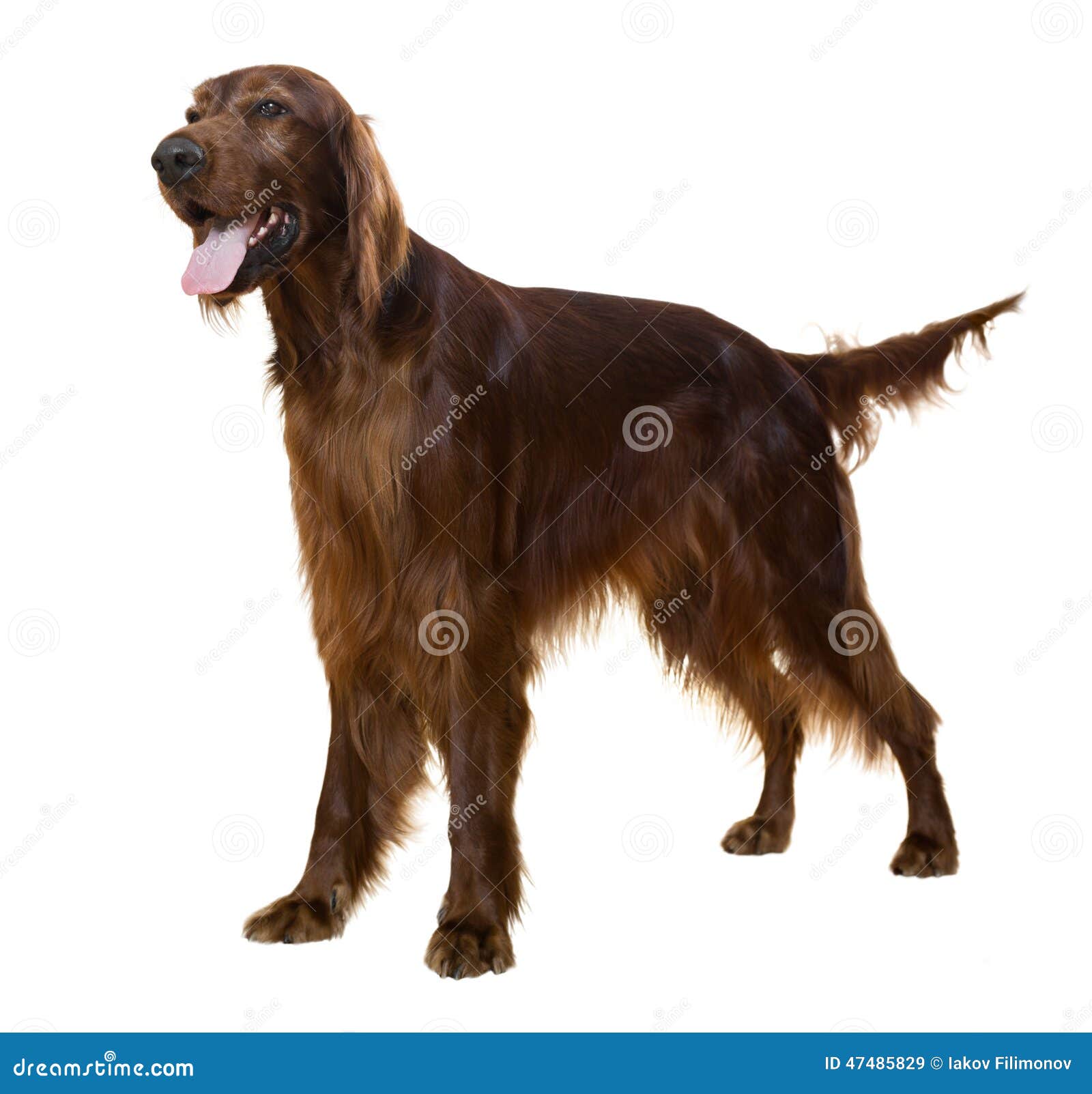 Irish Setter stock image. Image of ireland, irish, canine - 47485829