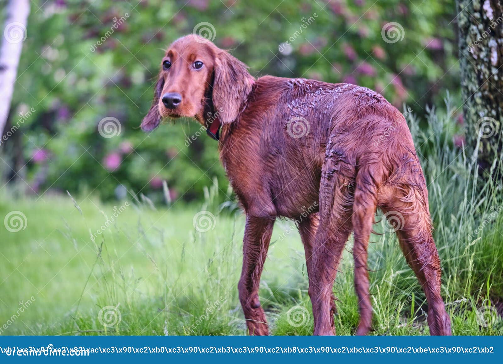 Irish Setter Standing in the Meadow General Plan Color Stock Photo ...