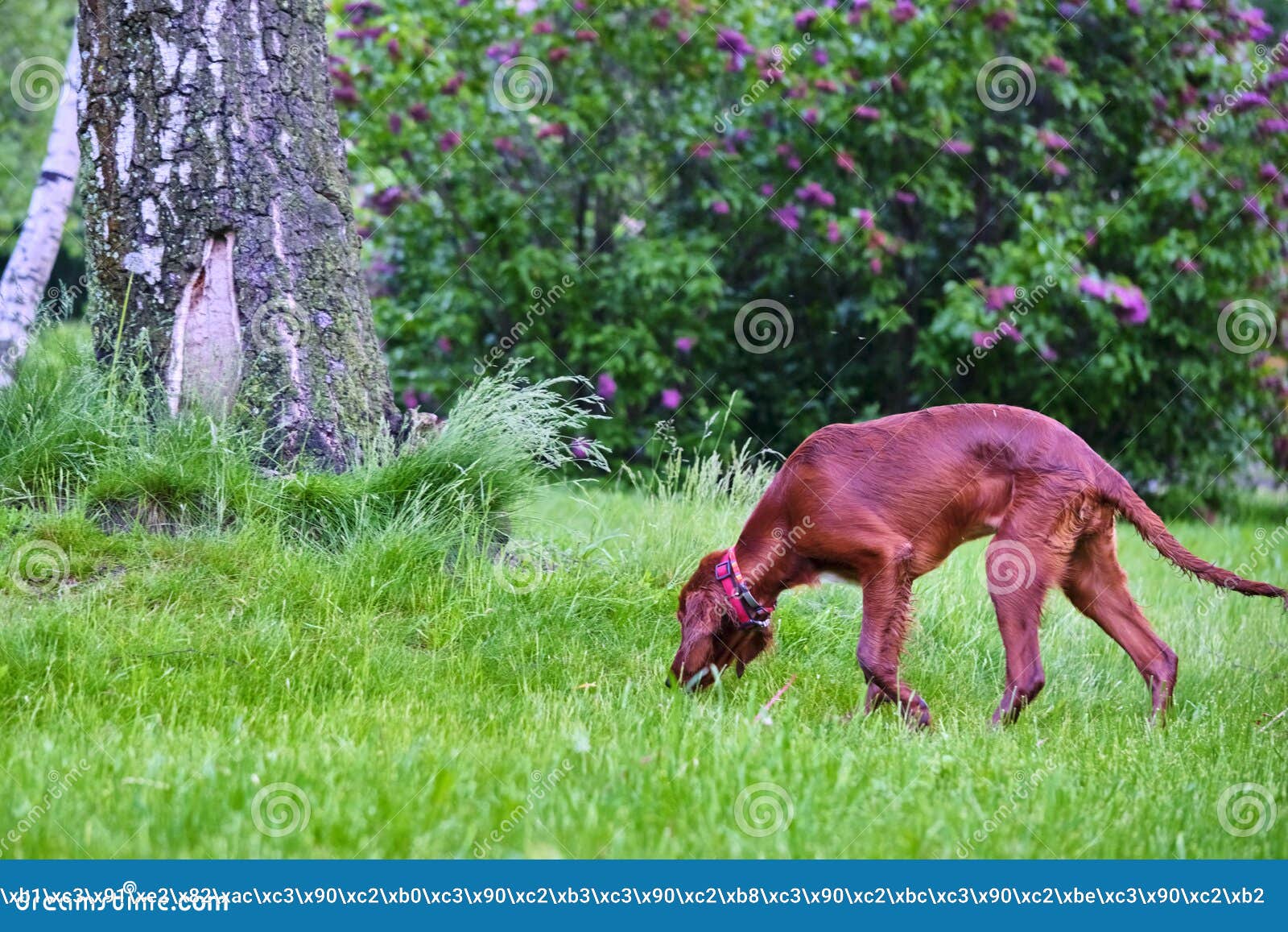 Irish Setter Standing in the Meadow General Plan Color Stock Image ...