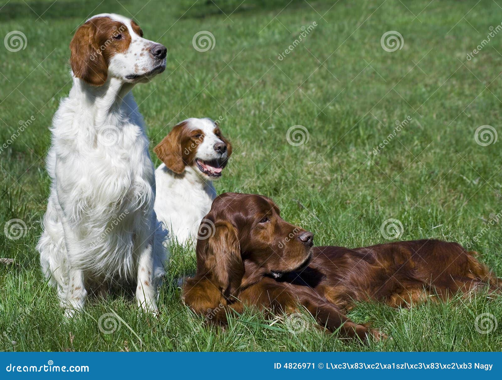Irish setter trio stock image. Image of piebald, fang - 4826971