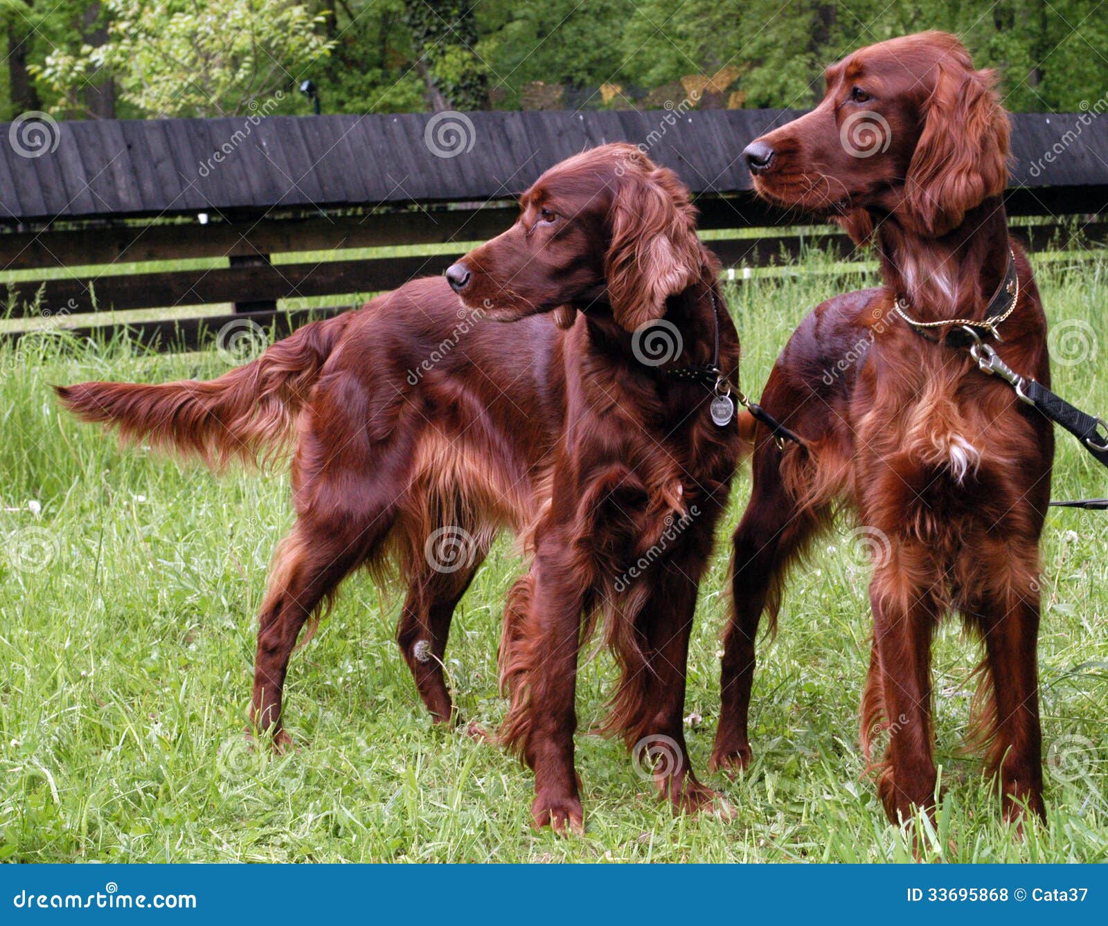 Dog Irish Setter Royalty-Free Stock Photography | CartoonDealer.com #550481